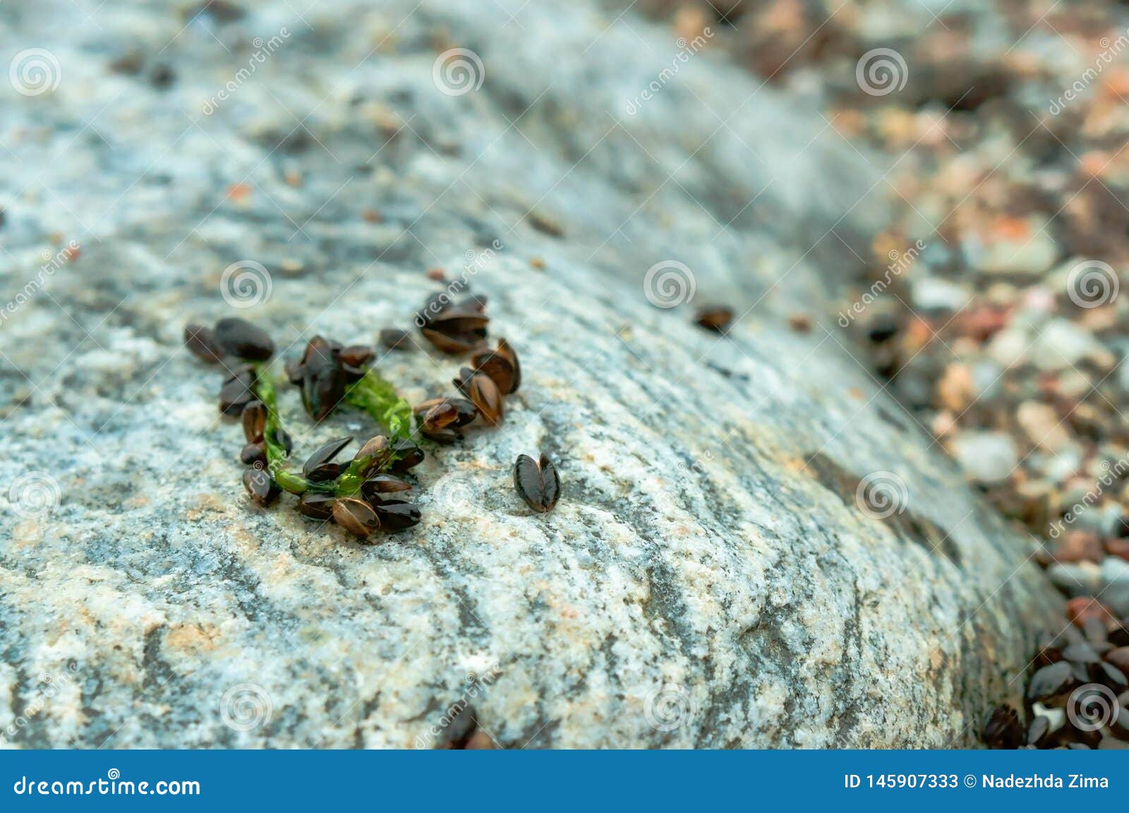 Small Seashells on a Gray, Mussel Mytilus Edulis Black Stock Image ...