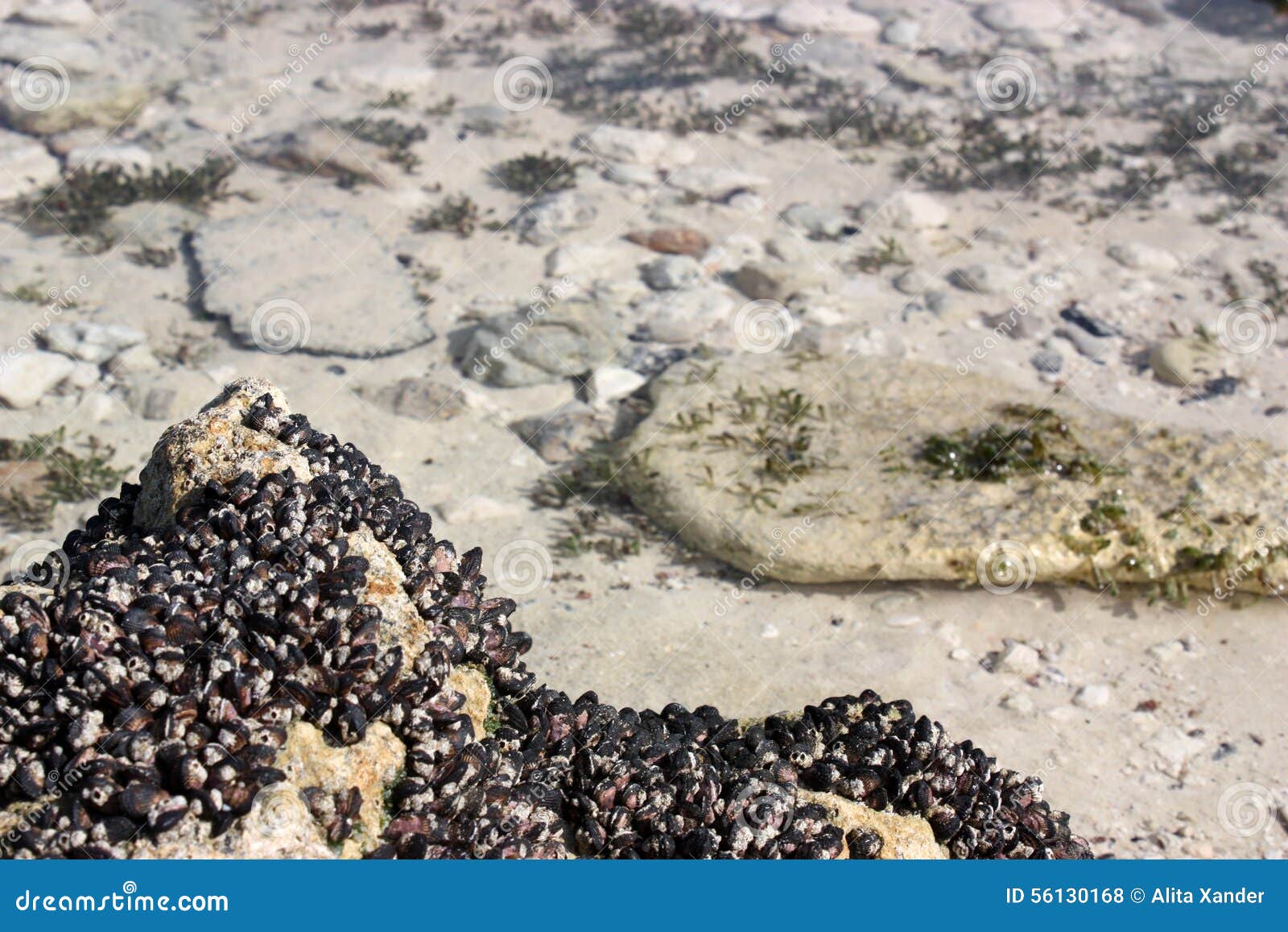 Small seashells stock photo. Image of rough, abstract - 56130168