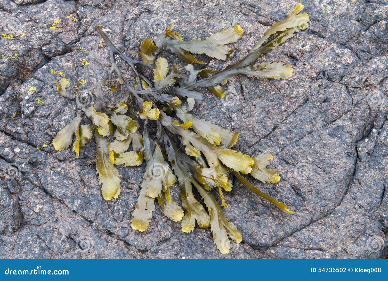Small Seaweed on Rock stock photo. Image of scotland - 54736502