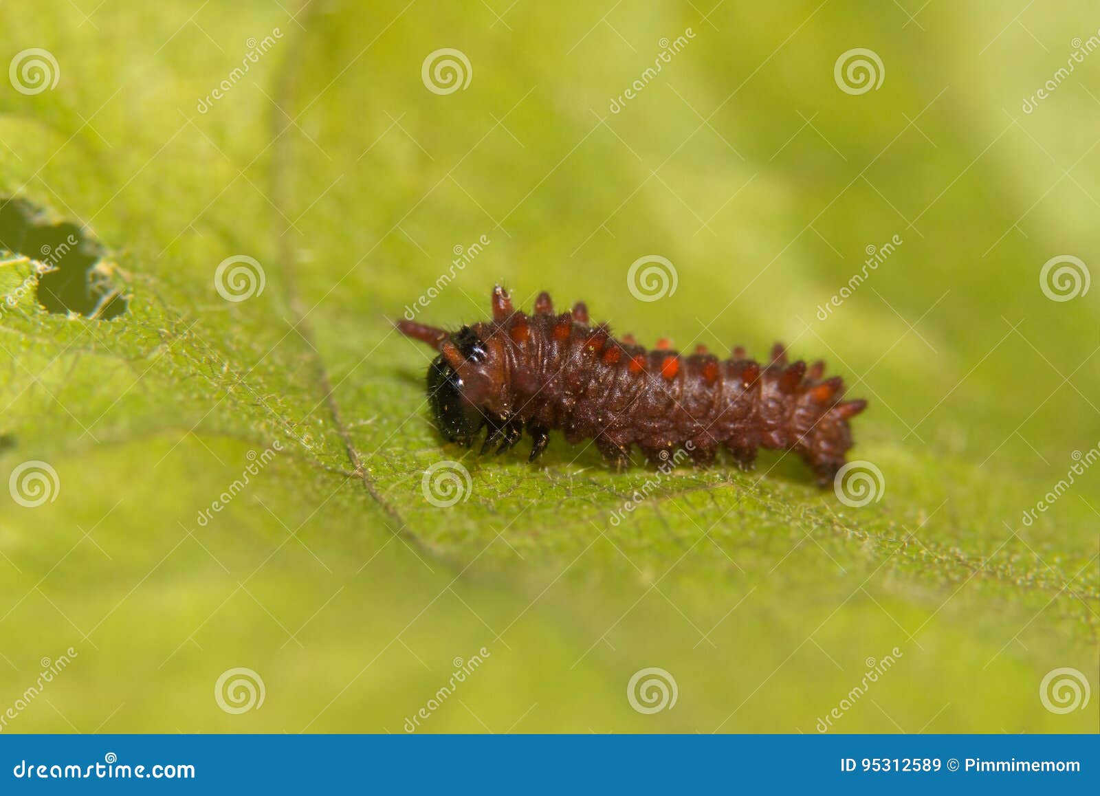 Small Second Instar Pipevine Swallowtail Caterpillar Stock Image ...
