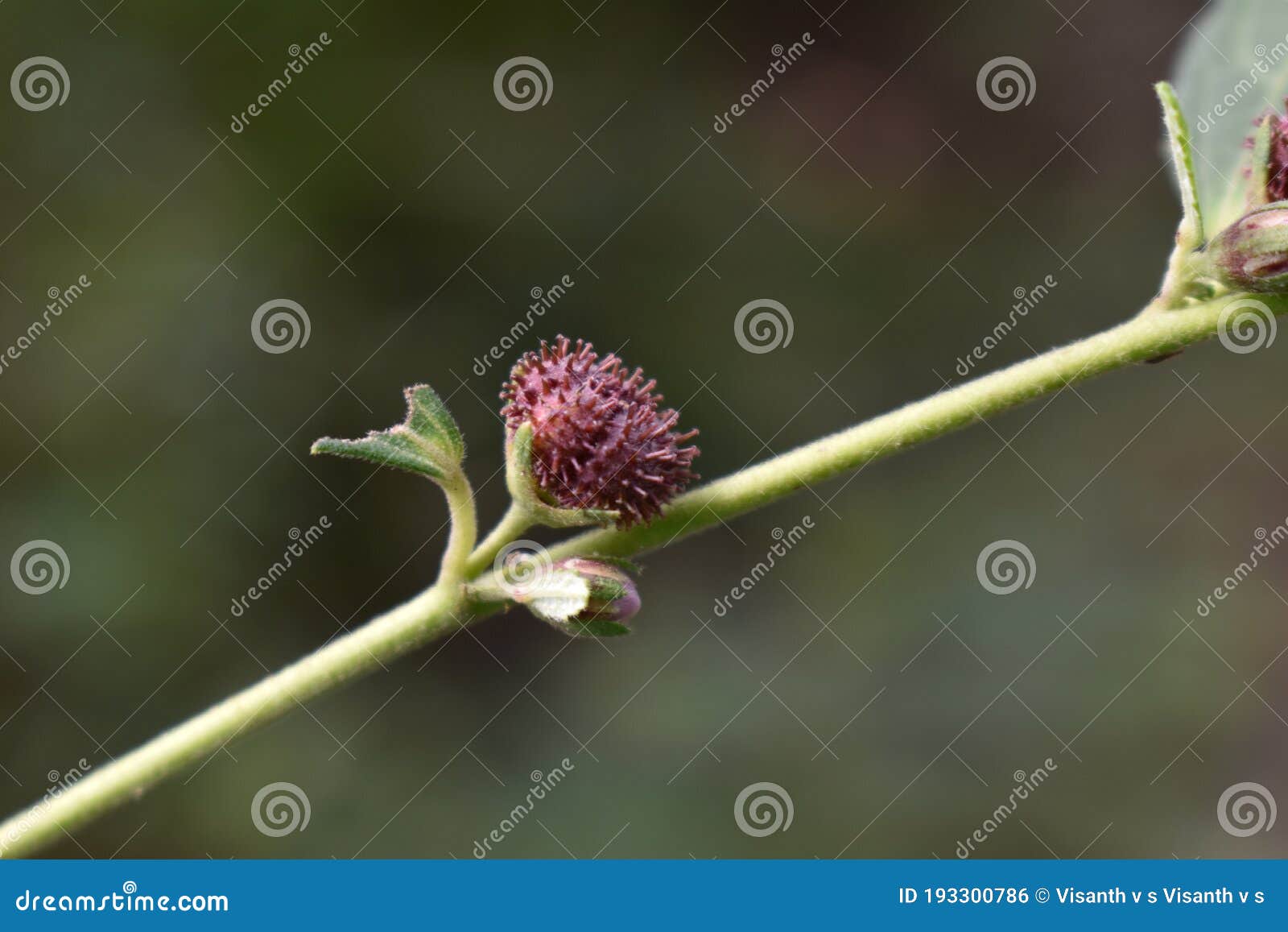 Small seed and bud stock photo. Image of insect, seed - 193300786