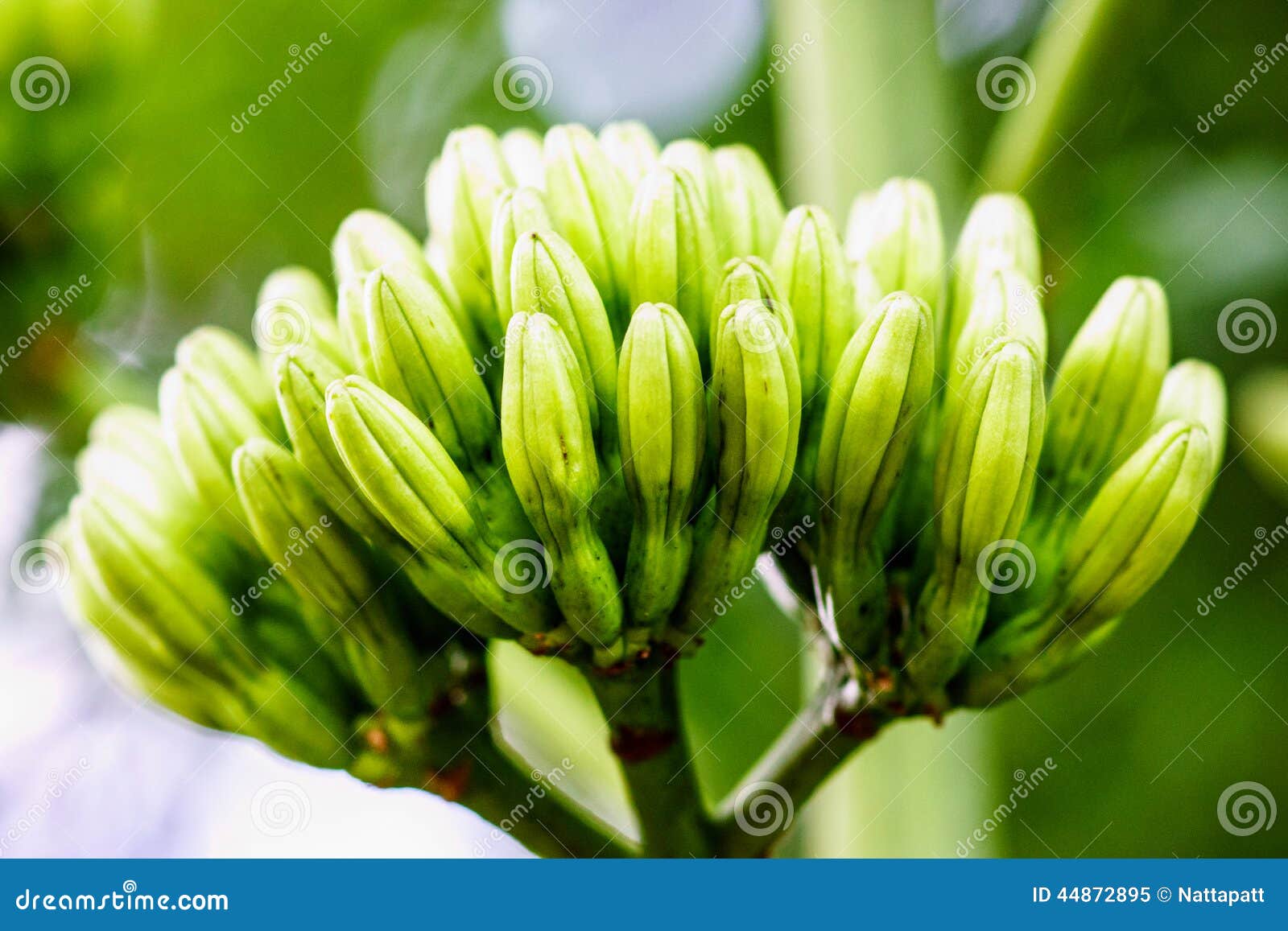 Small seed stock image. Image of beautiful, garden, nature - 44872895