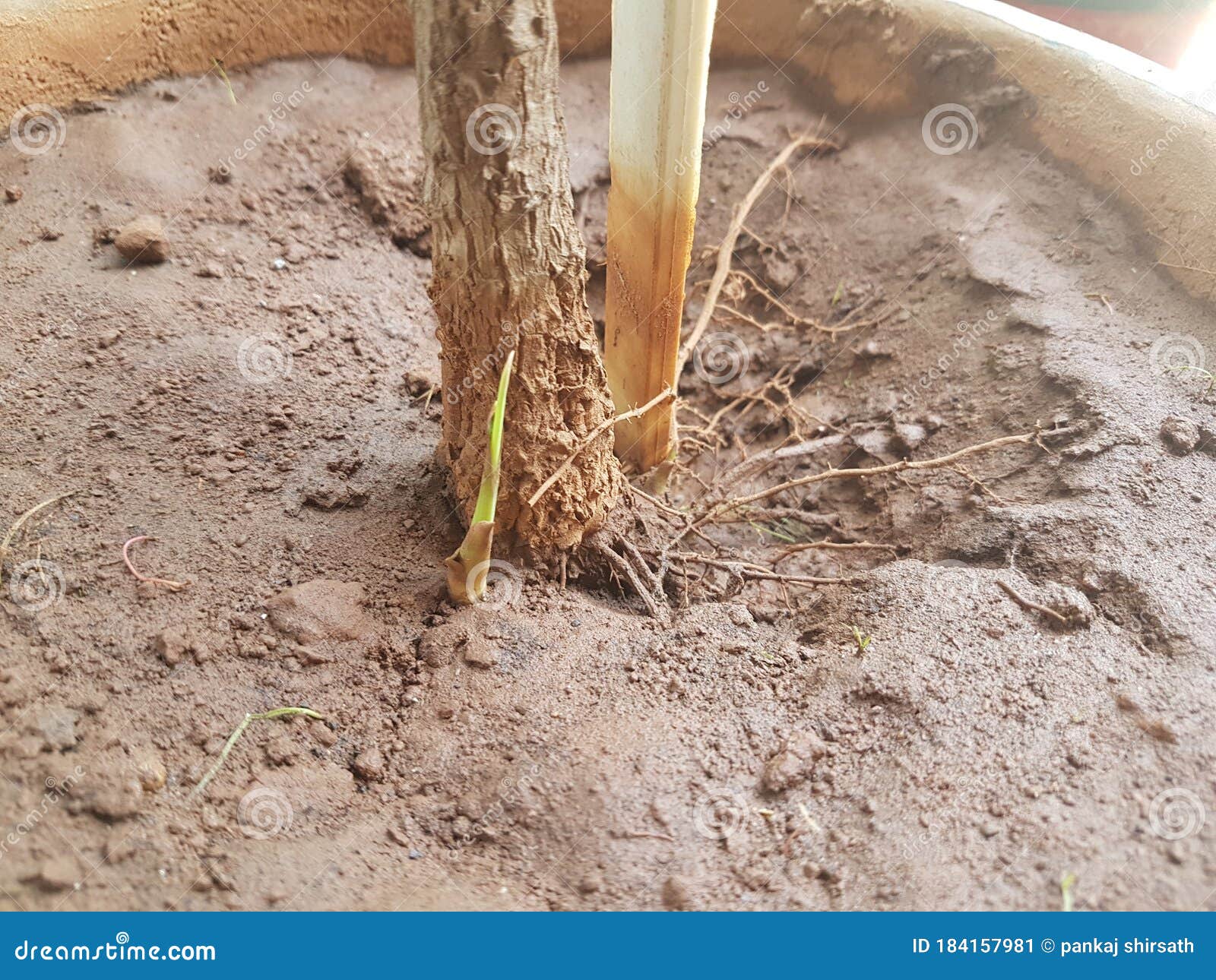 A Small Seed that Lines Up To Become a Tree Stock Image - Image of ...