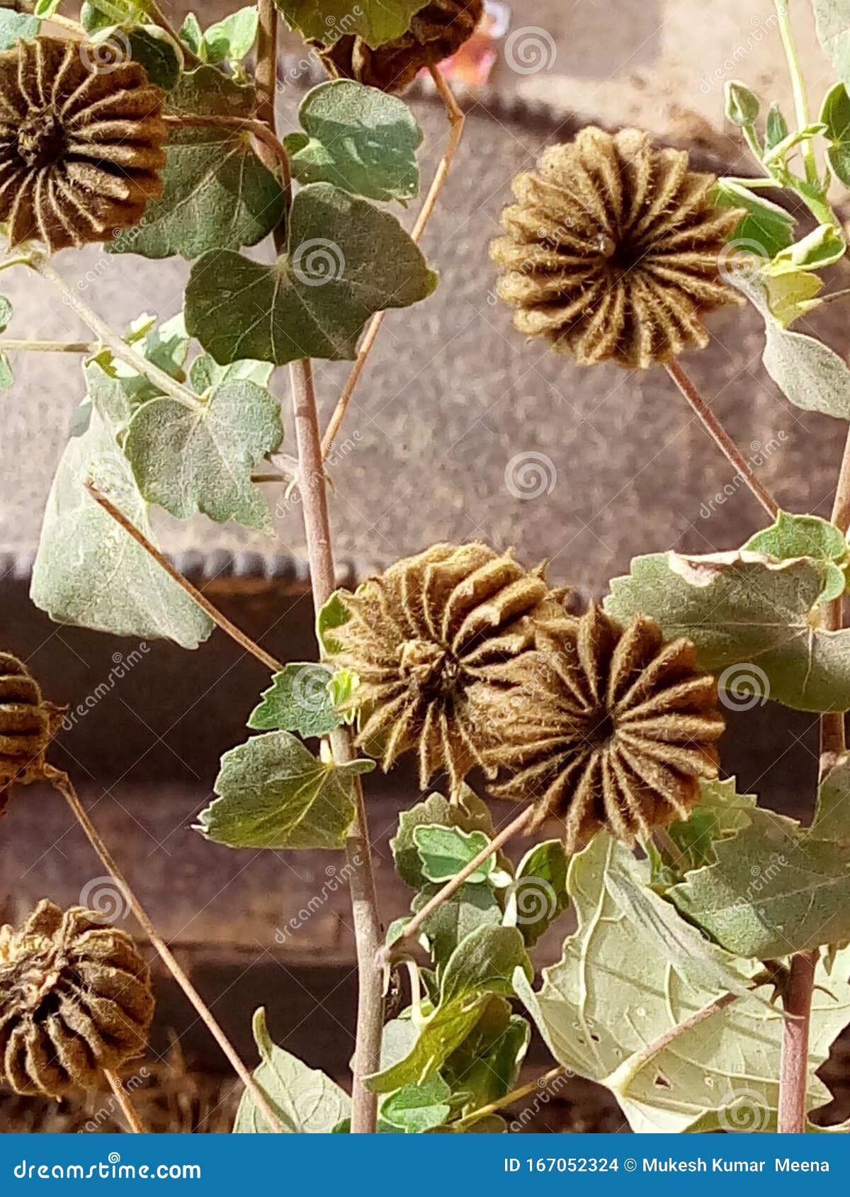 Small Seed Sac Structure, Abutilon Indicum. Stock Photo - Image of seed ...