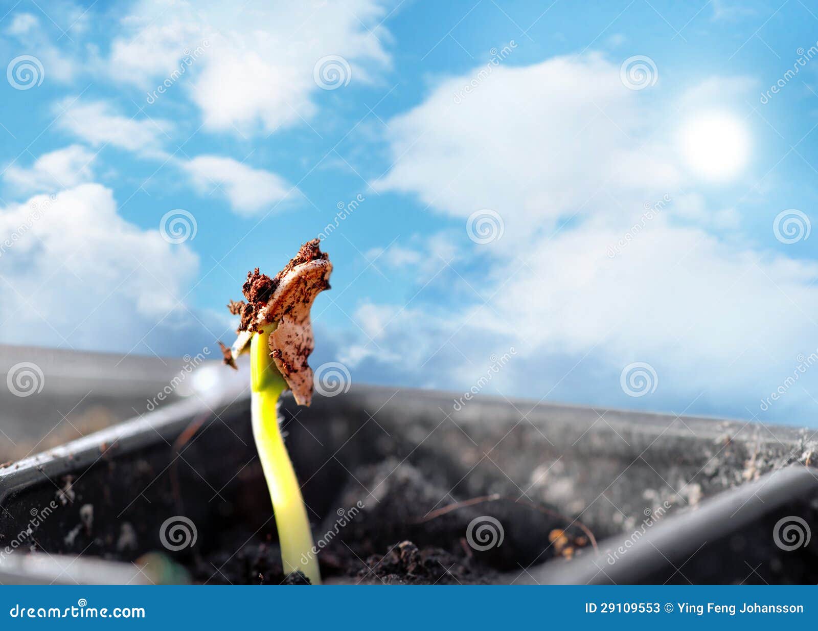 Small seedling stock image. Image of brighjt, greenery - 29109553