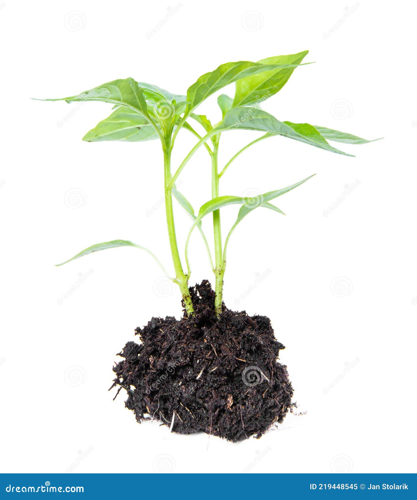 Small Seedling of Chili Peppers with a Root Cover and Soil. Isolated on ...