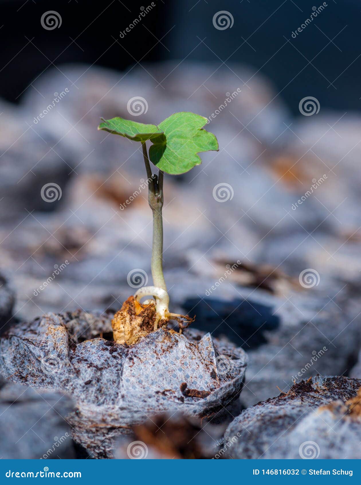 Small Seedling Just Emerging Stock Photo - Image of planting, delicate ...