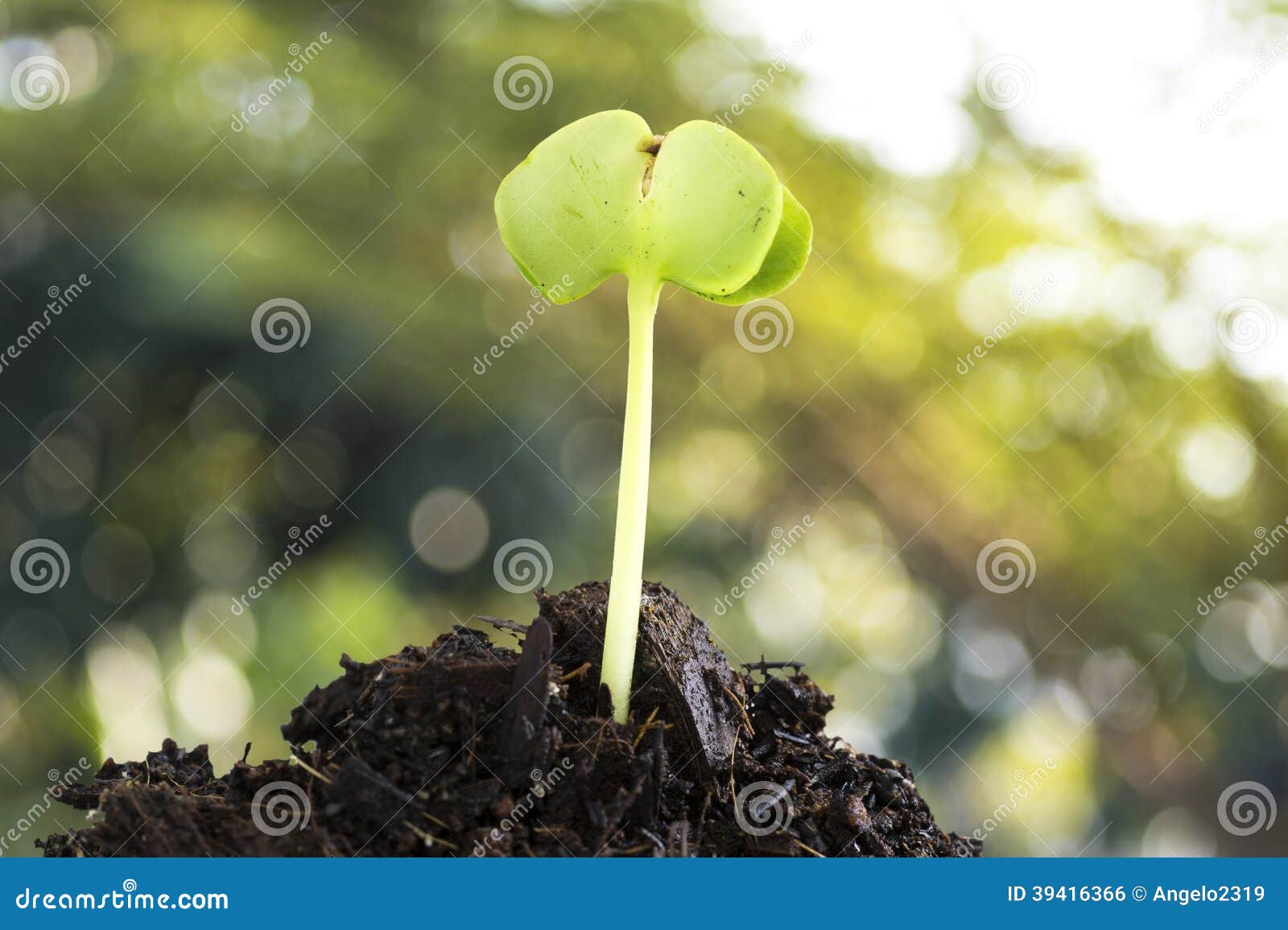 Small seedling 4 stock photo. Image of power, conservation - 39416366
