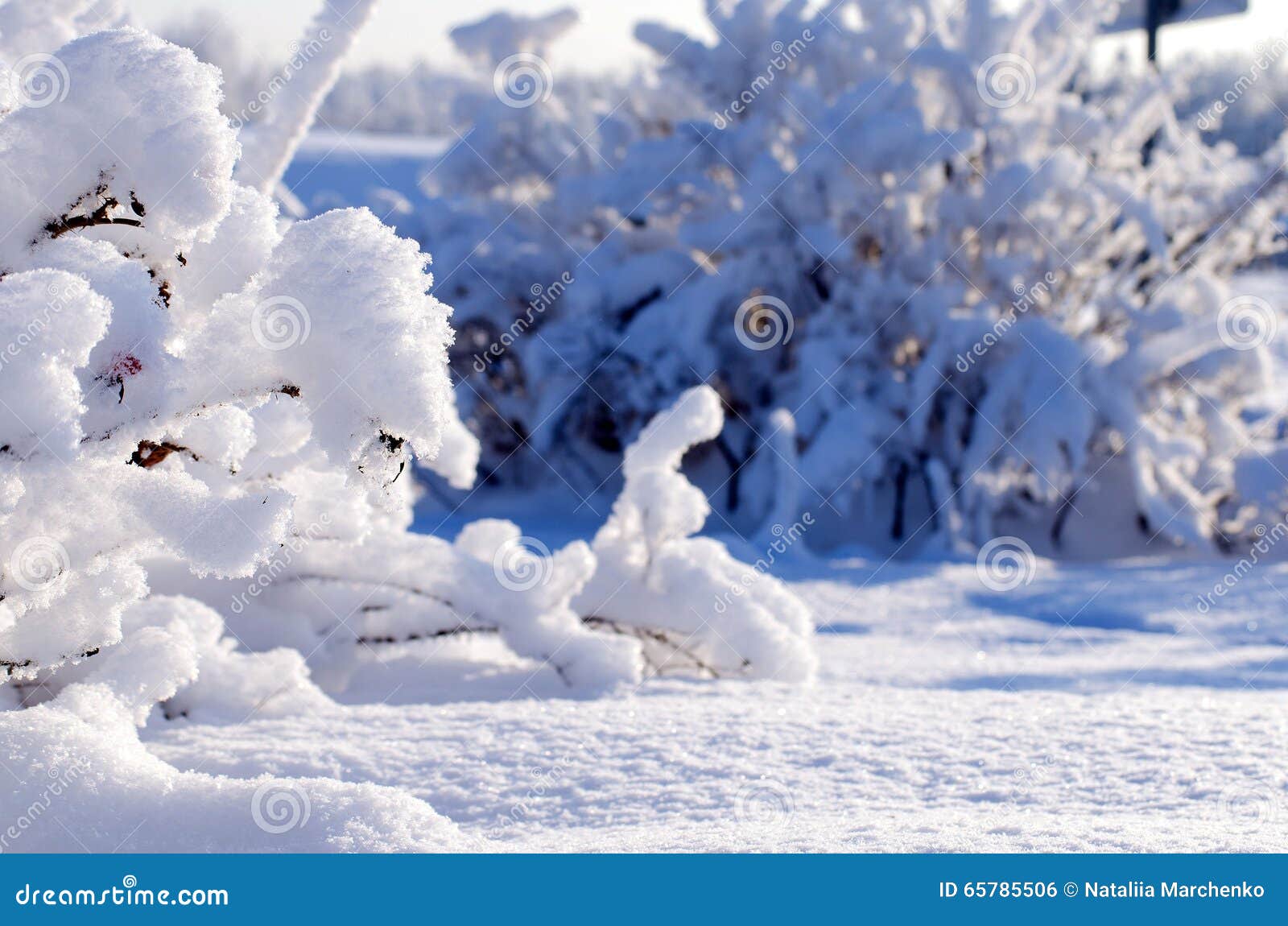 A Small Seedling of a Tree Under Snow in Winter Stock Photo - Image of ...
