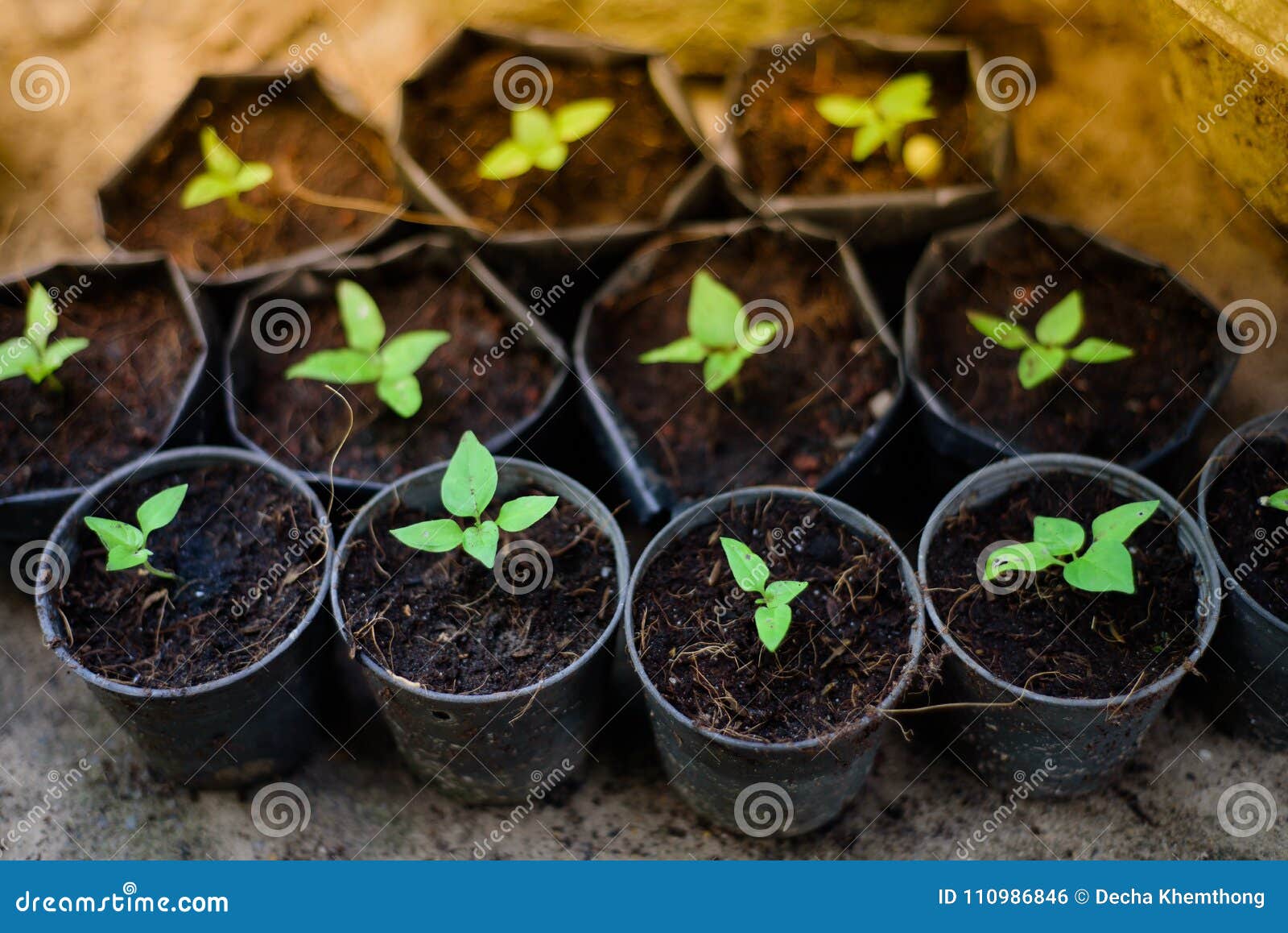 Small seedlings stock photo. Image of greenhouse, nature - 110986846