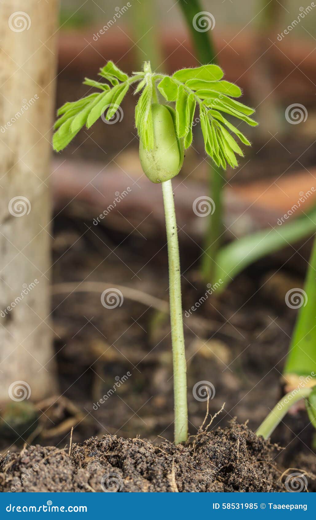 Small seedlings stock image. Image of green, dirt, fresh - 58531985
