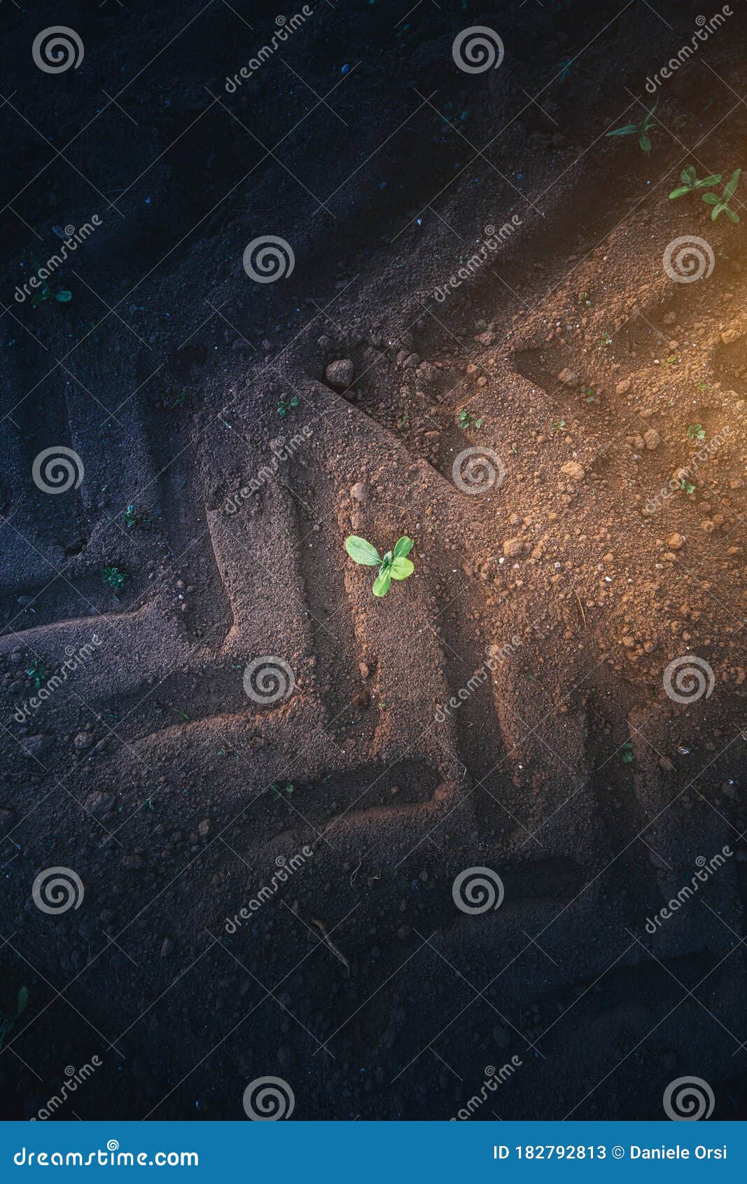 Small Seedlings Grow in the Ground between the Tractor Footprints Stock ...