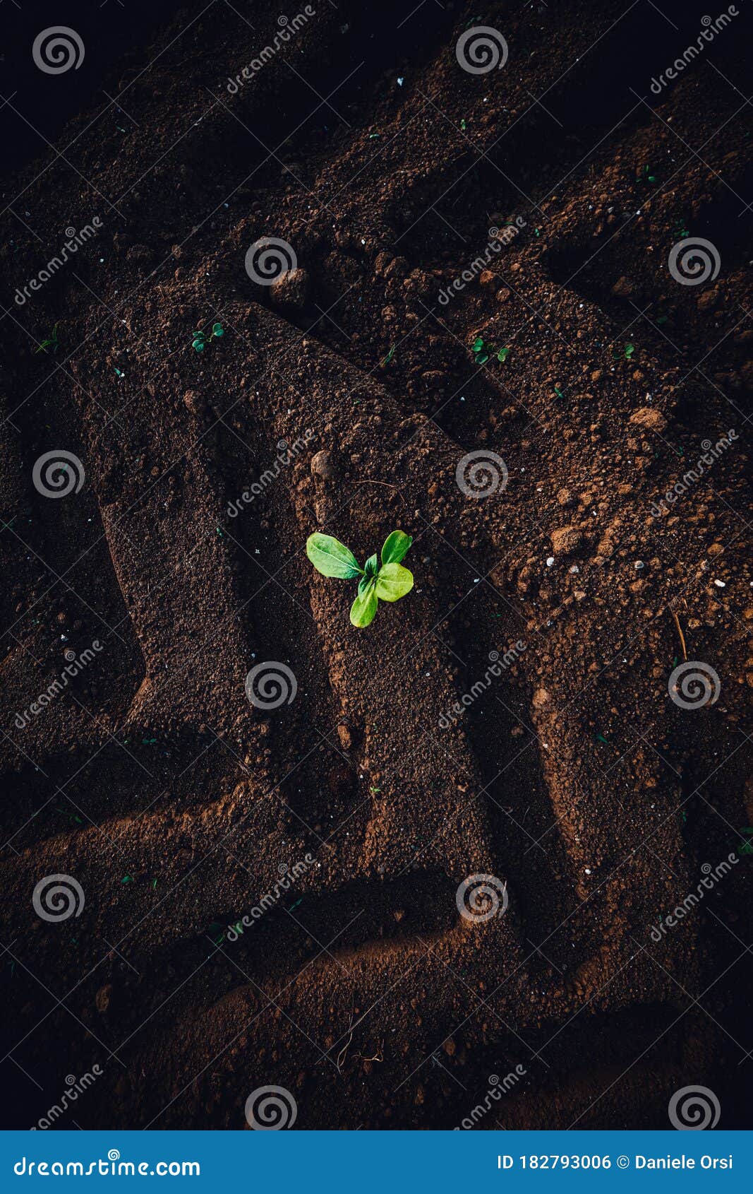 Small Seedlings Grow in the Ground between the Tractor Footprints Stock ...
