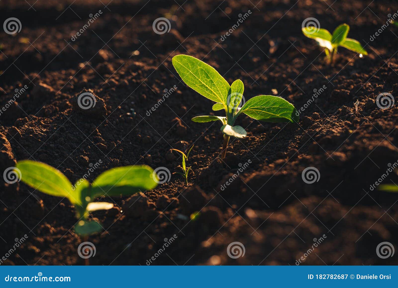 Small Seedlings Grow in the Newly Cultivated Soil Stock Image - Image ...