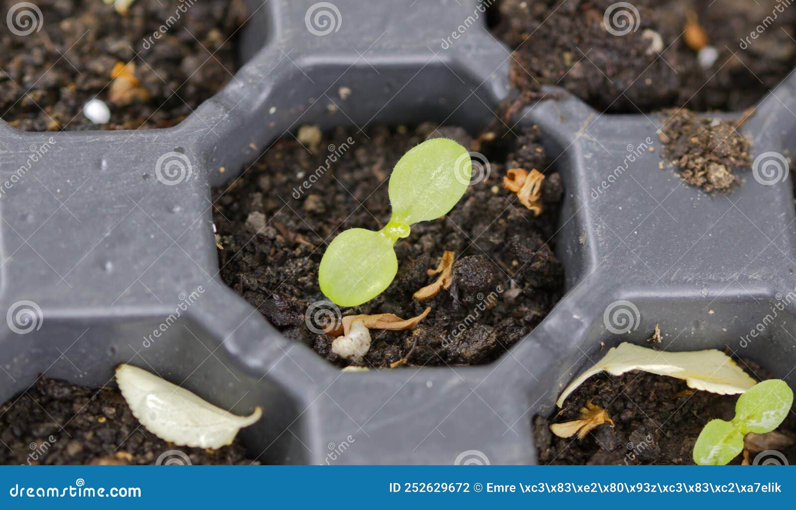 Small Seedlings of Lettuce Growing in Cultivation Tray Stock Photo ...