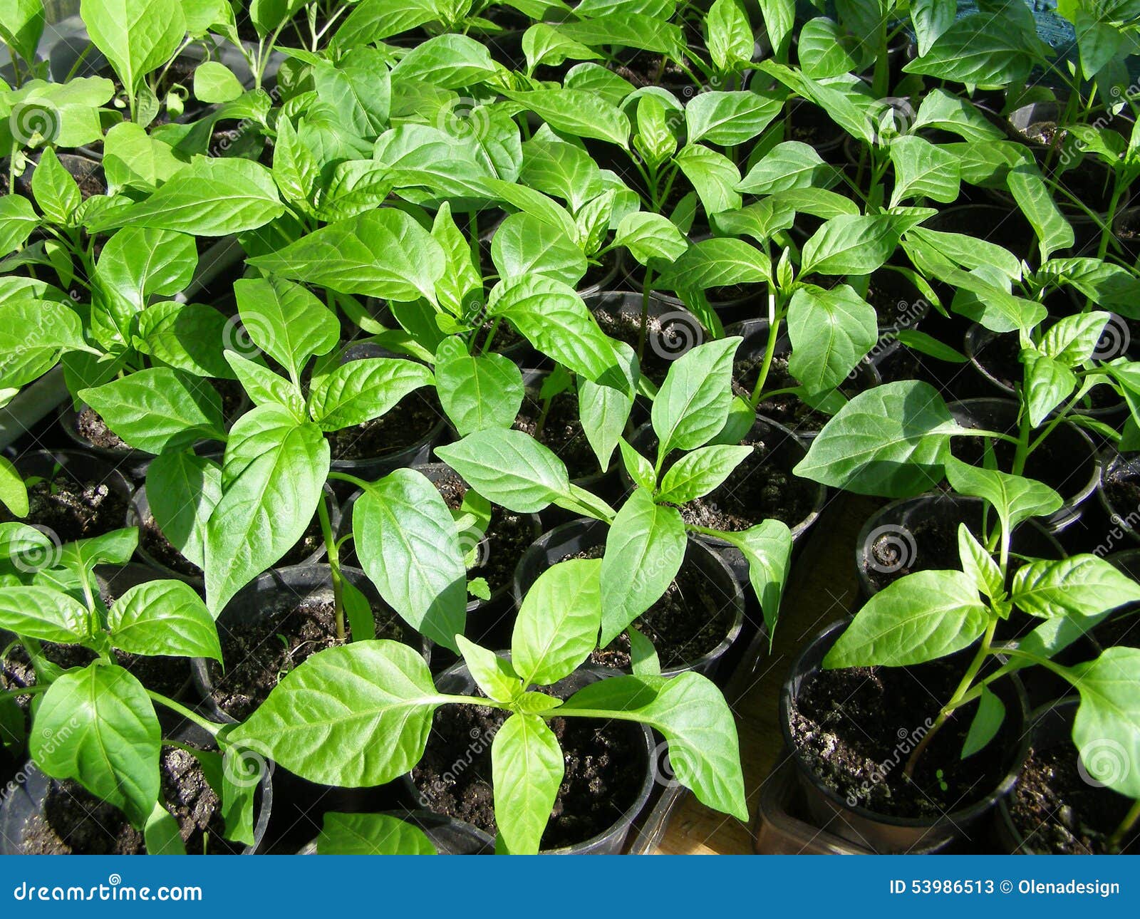 Small seedlings of peppers stock image. Image of cultivate - 53986513