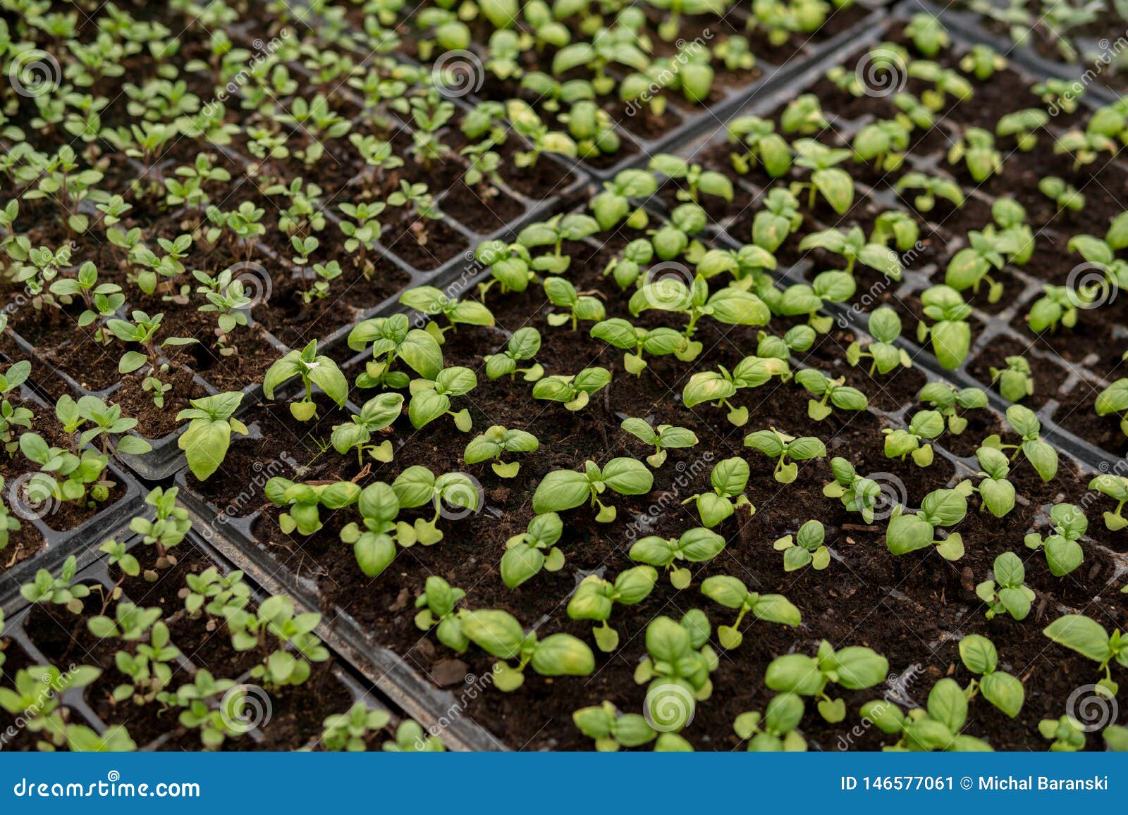 Small Seedlings of Vegetables Stock Image - Image of botany, young ...