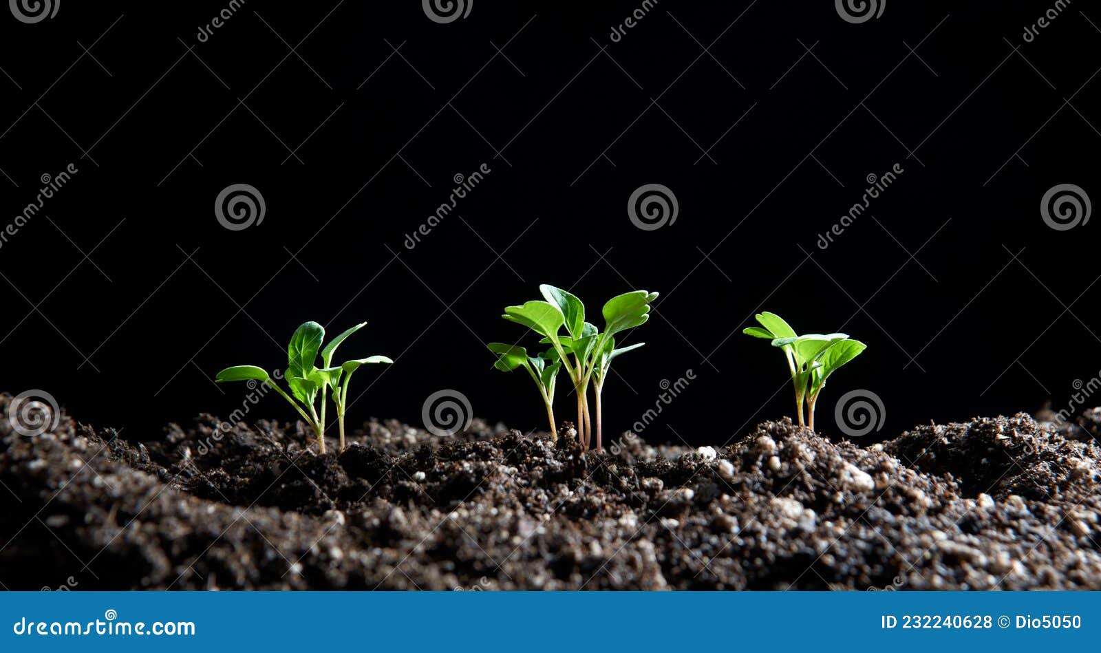 Small Seedlings of Vegetables Stock Photo - Image of vegetables ...