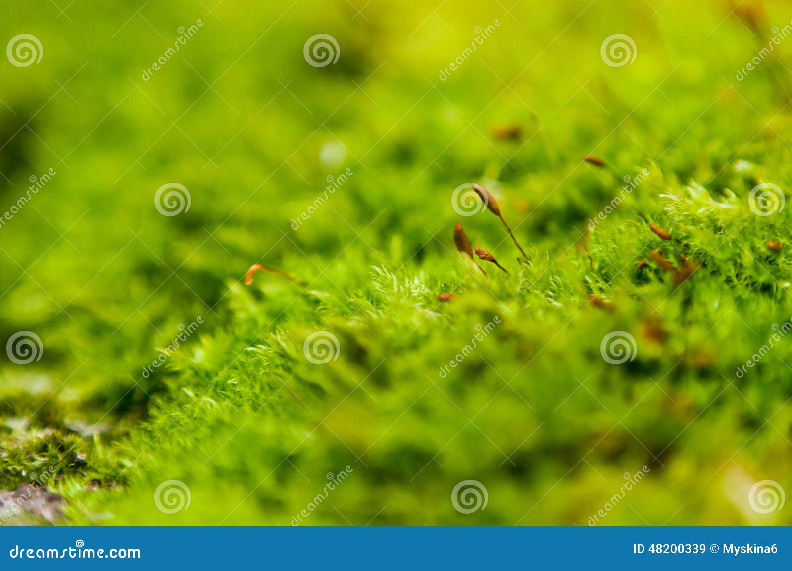 Small seeds of moss stock image. Image of macro, tiny - 48200339