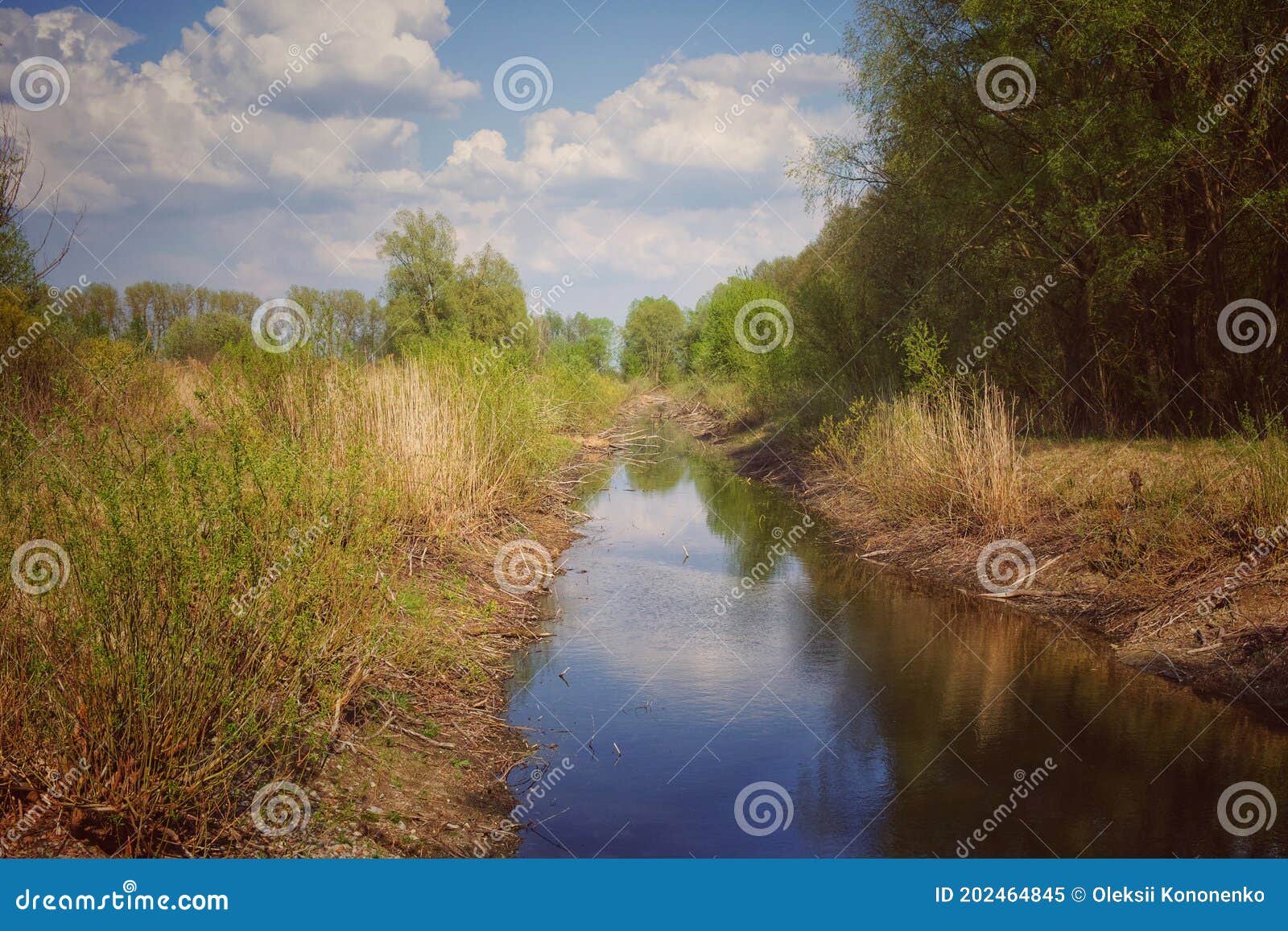 Small Shallow River. Vegetation Along the Banks of the Forest River ...