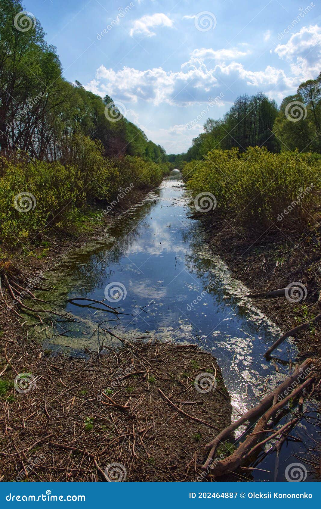 Small Shallow River. Vegetation Along the Banks of the Forest River ...