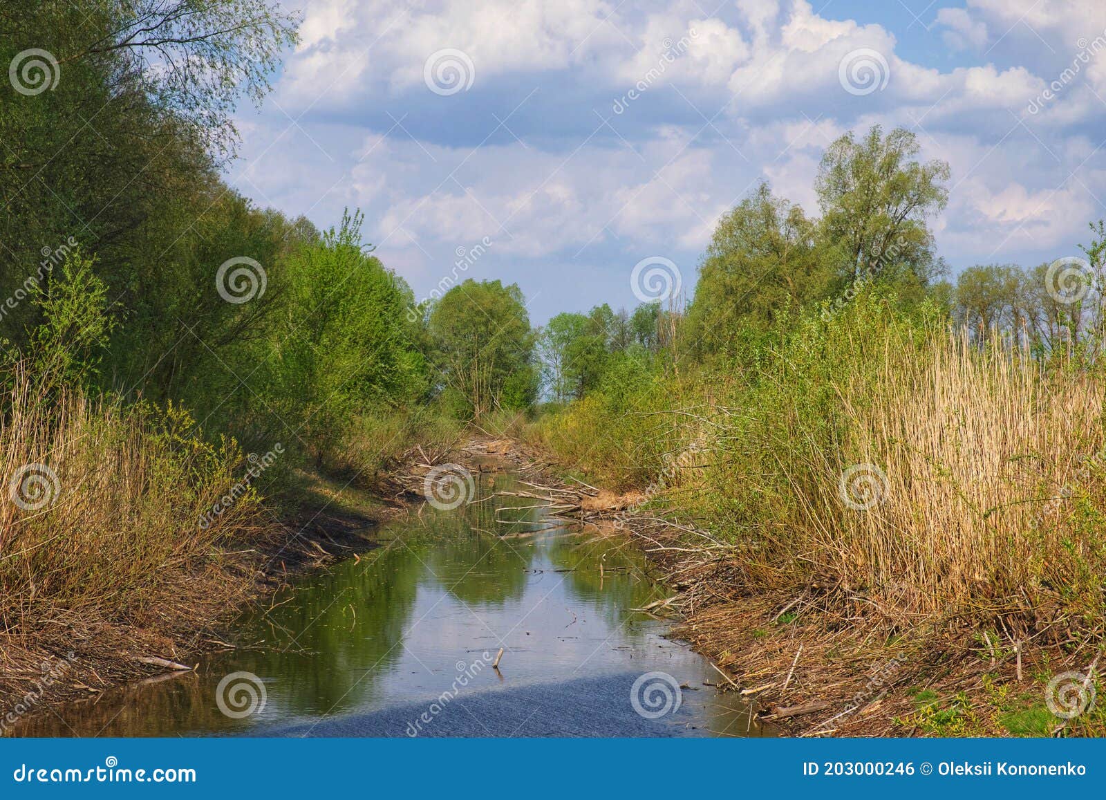 Small Shallow River. Vegetation Along the Banks of the Forest River ...