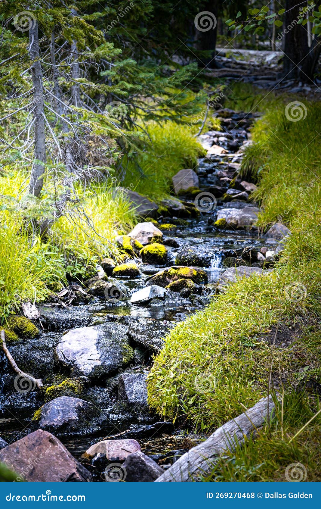 A Small Shallow Stream in the Mountains in the Summer Stock Photo ...