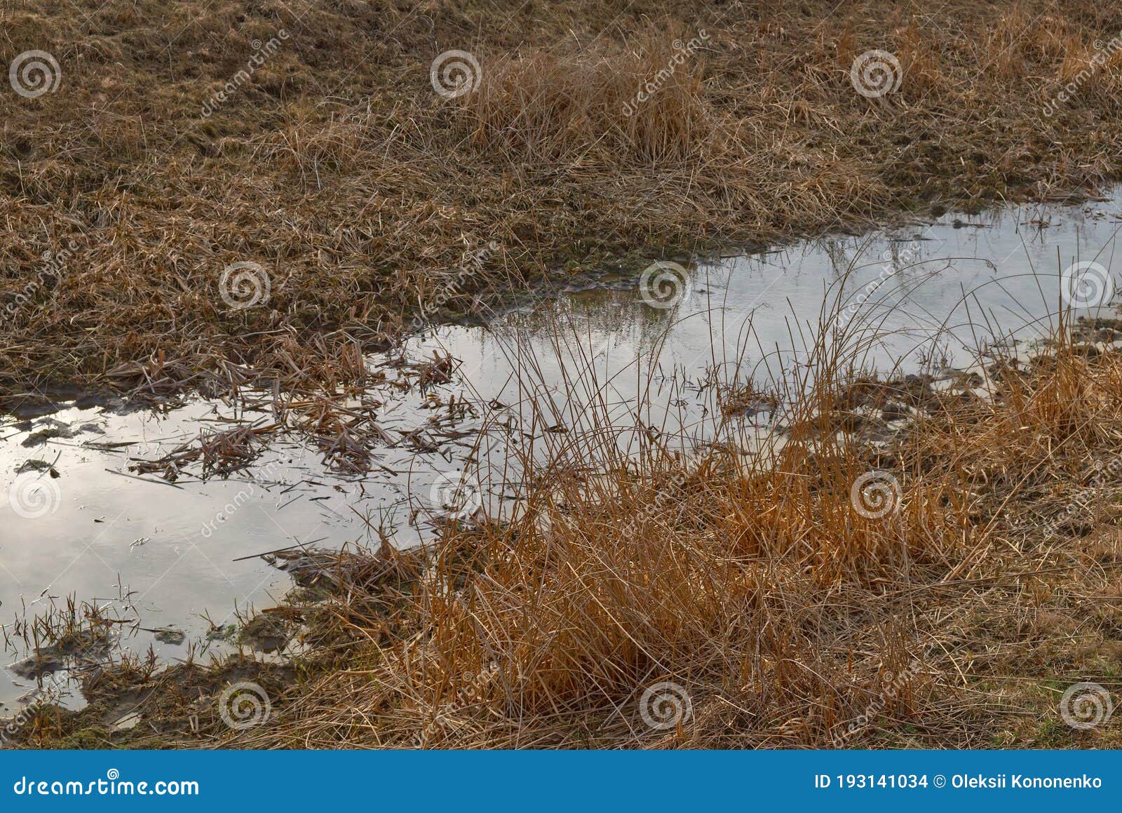 A Small Shallow Stream among Withered Grasses. Wetlands Stock Photo ...
