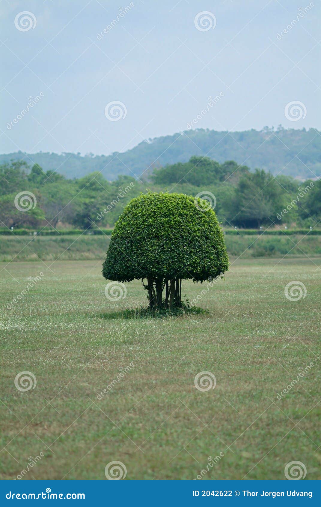 Small Shaped Bush in a Field Stock Photo - Image of plant, grass: 2042622