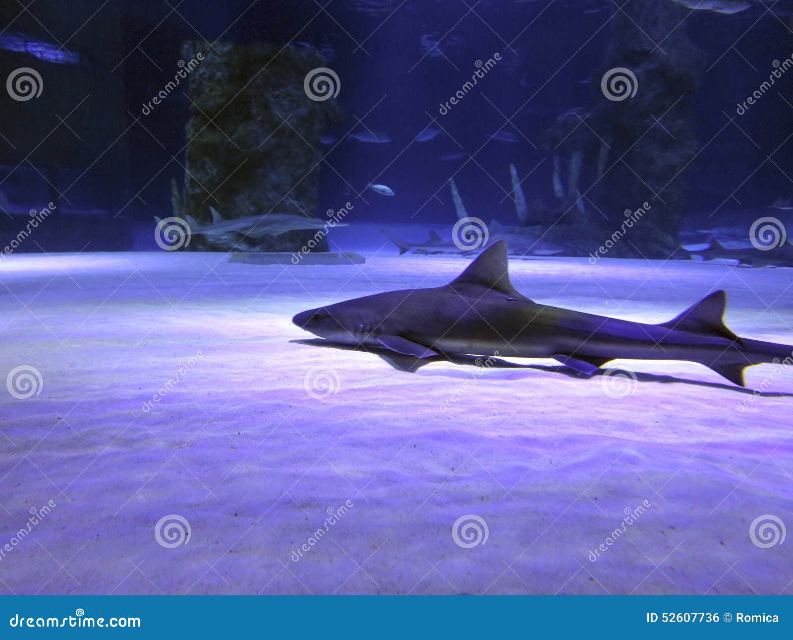 Small Shark in the Deep Blue Water Stock Photo - Image of life, nature ...