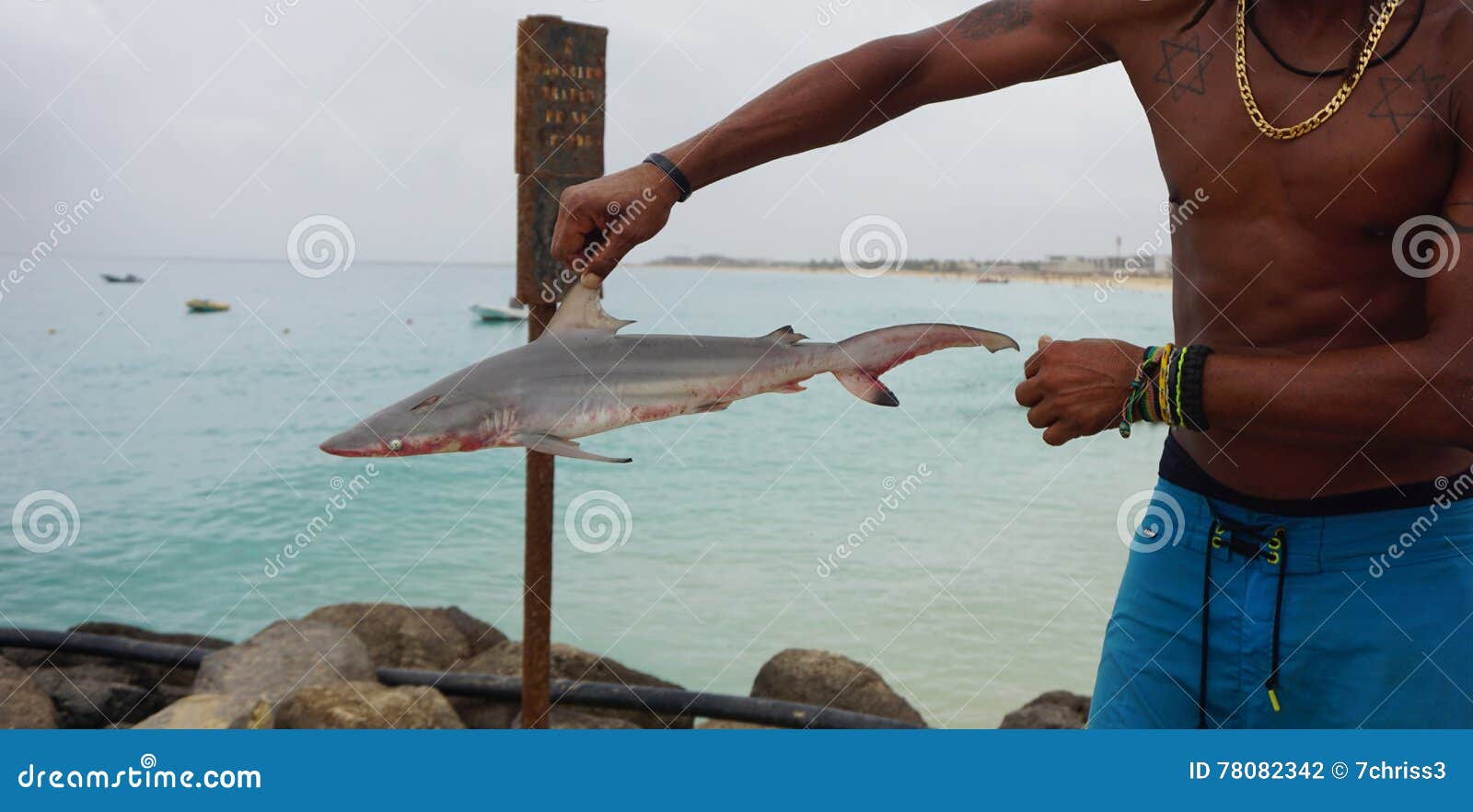 Small shark stock photo. Image of shark, verden, food - 78082342