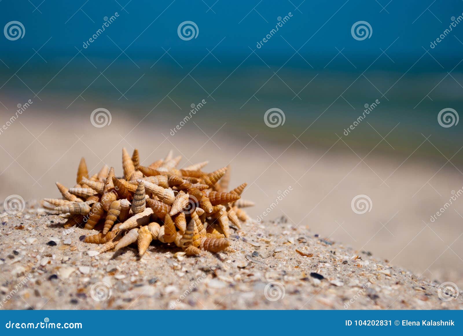 Small Sharp Seashells Lie on the Sand on a Background of Blue Sea and ...