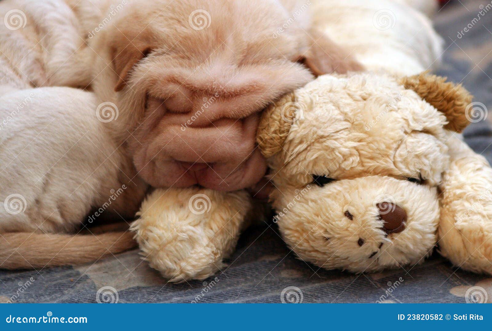 Small Sharpei Puppy Sleeping Stock Photo - Image of adorable, cream ...