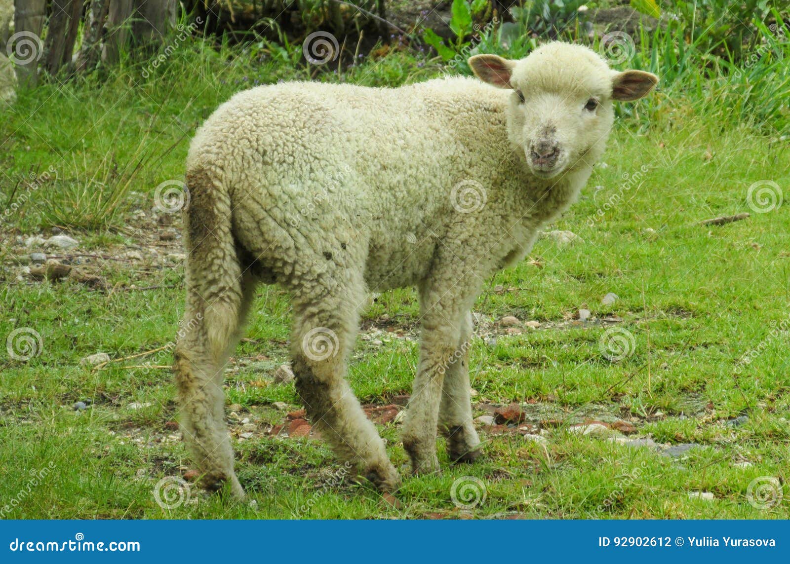 Small sheep stock photo. Image of field, farmland, domestic - 92902612