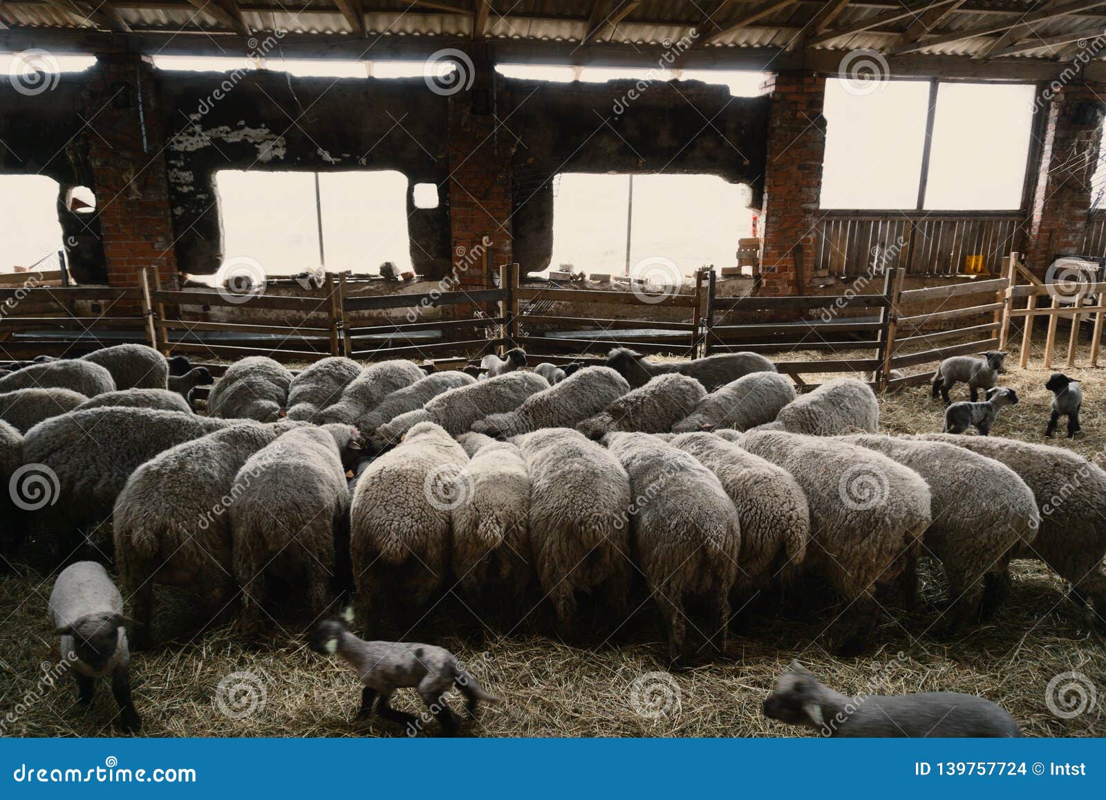 Small Sheep Shed Full of Baby Sheeps Stock Photo - Image of country ...