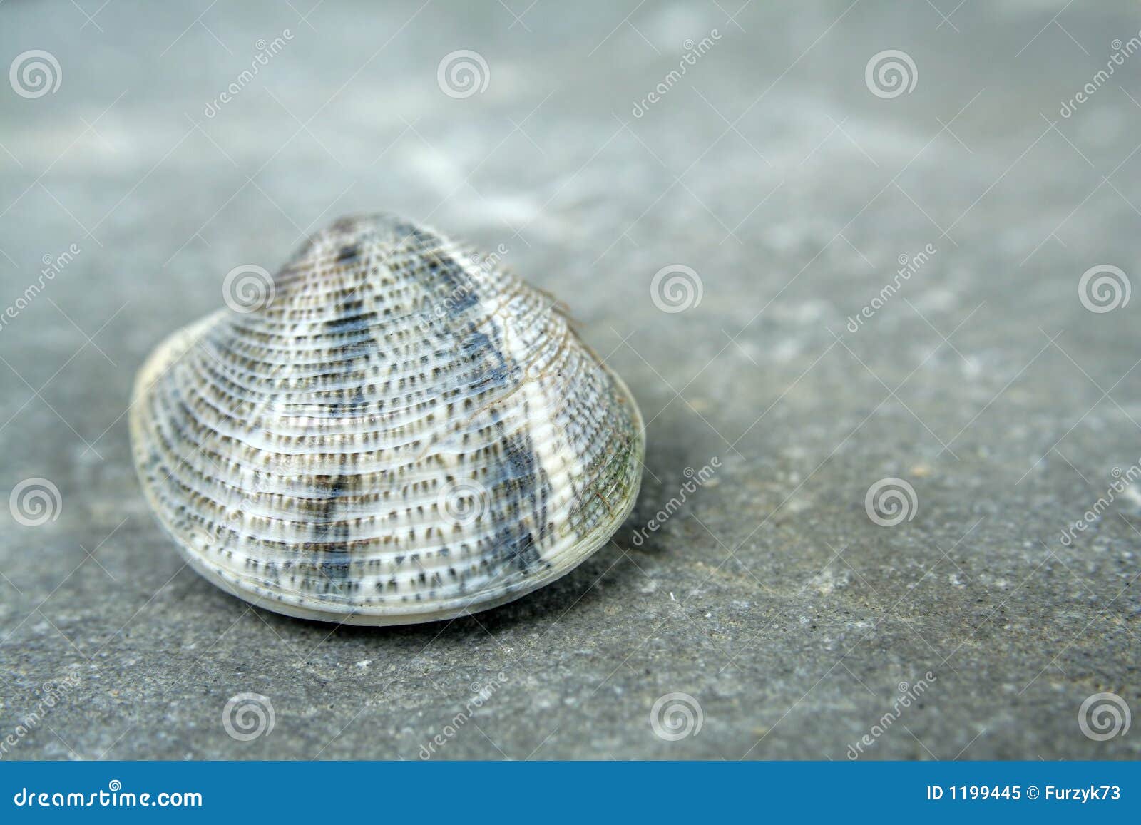 A Small Shell Royalty Free Stock Photo - Image: 1199445