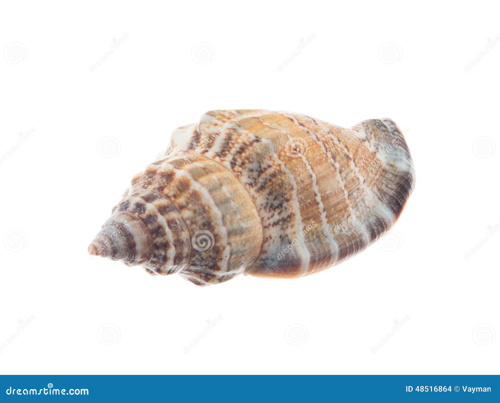 Small shell as is stock photo. Image of background, decor - 48516864