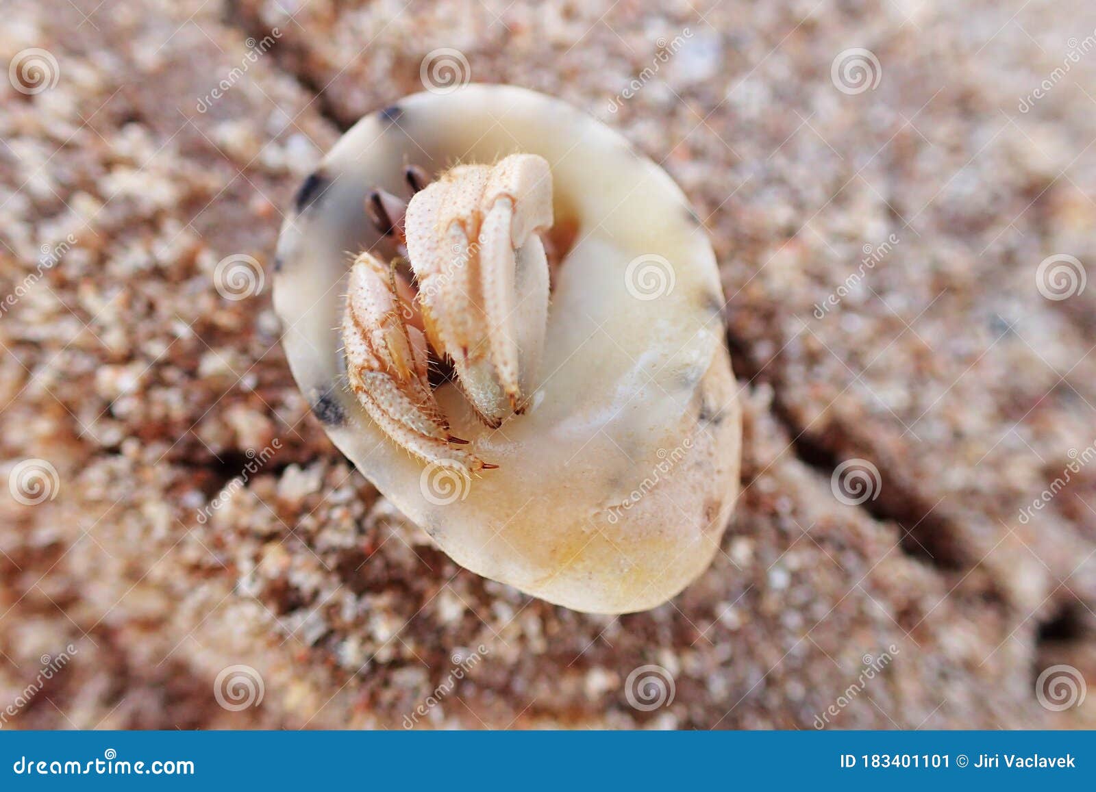 Small shell crab stock image. Image of color, wild, coast - 183401101