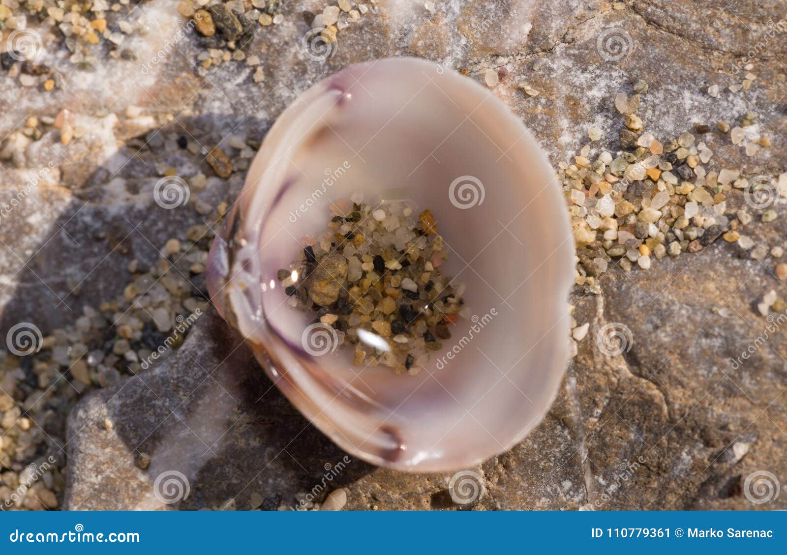 Small Shell with the Grains Stock Image - Image of shells, life: 110779361