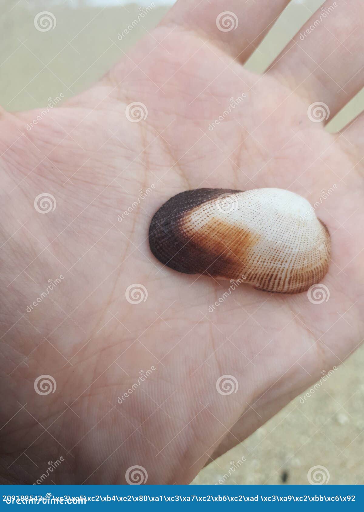 Small shell on the palm stock image. Image of limb, shell - 209188543