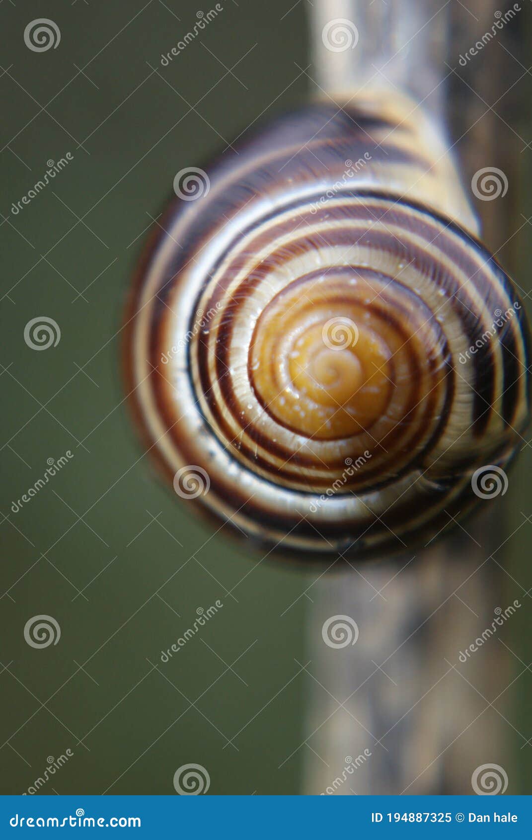 Small shell patterns stock image. Image of small, wood - 194887325