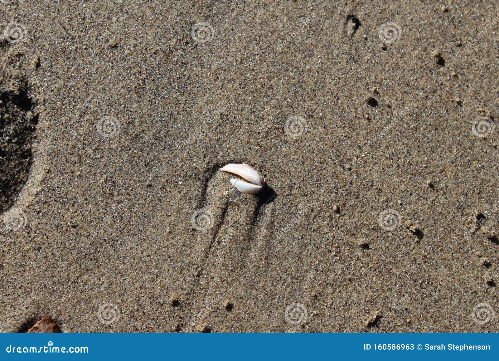 Small shell on sand beach stock image. Image of scarborough - 160586963