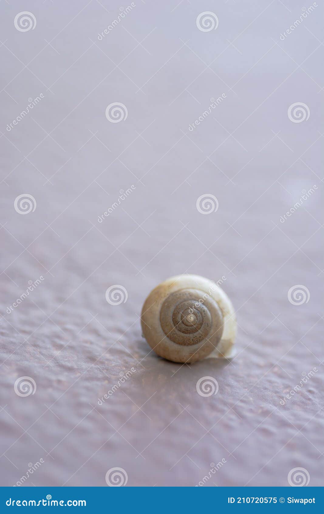Small Shellfish on Natural Light Background Stock Image - Image of ...
