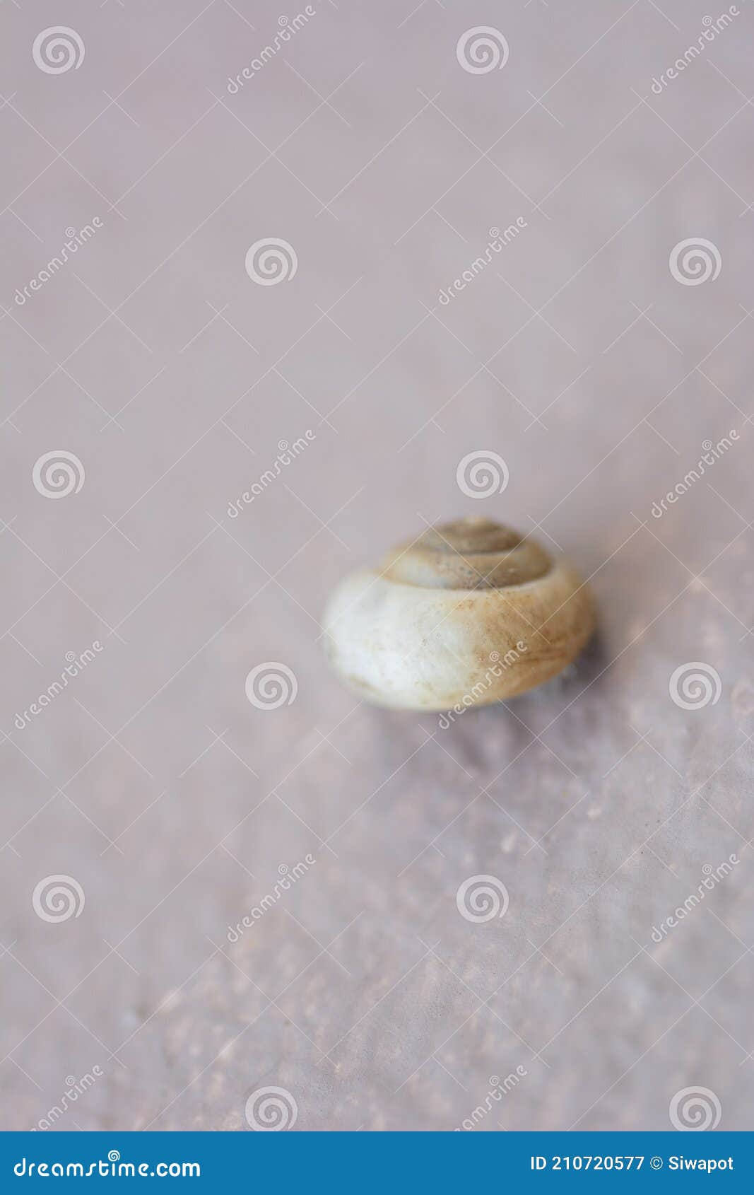 Small Shellfish on Natural Light Background Stock Image - Image of ...