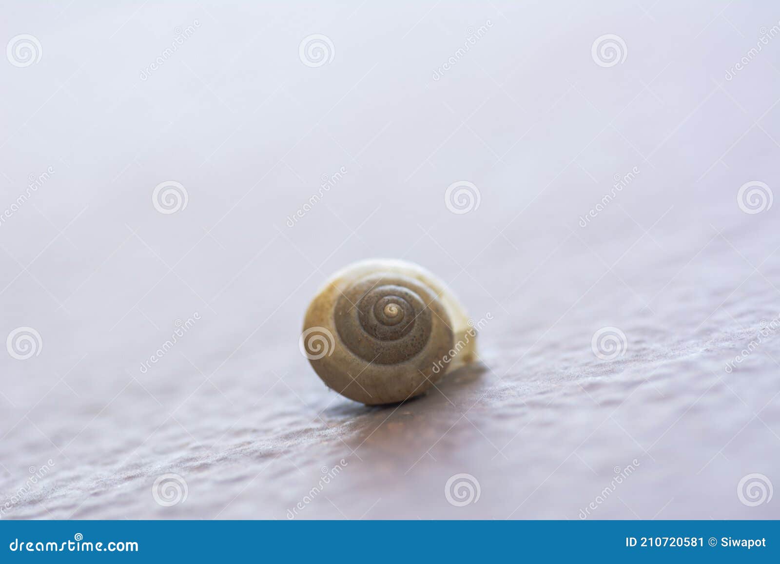 Small Shellfish on Natural Light Background Stock Image - Image of ...