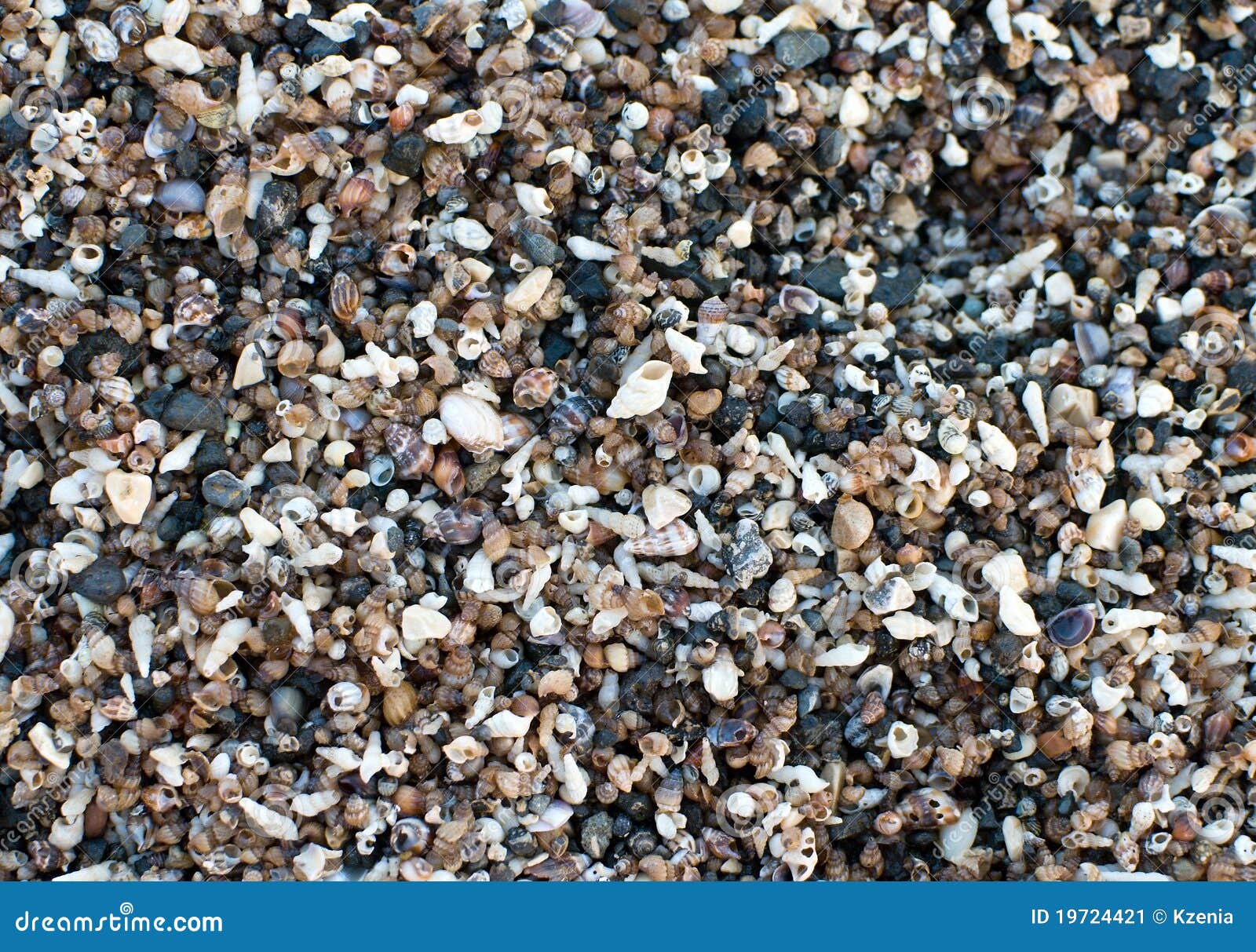 Small shells stock image. Image of small, shore, detail - 19724421