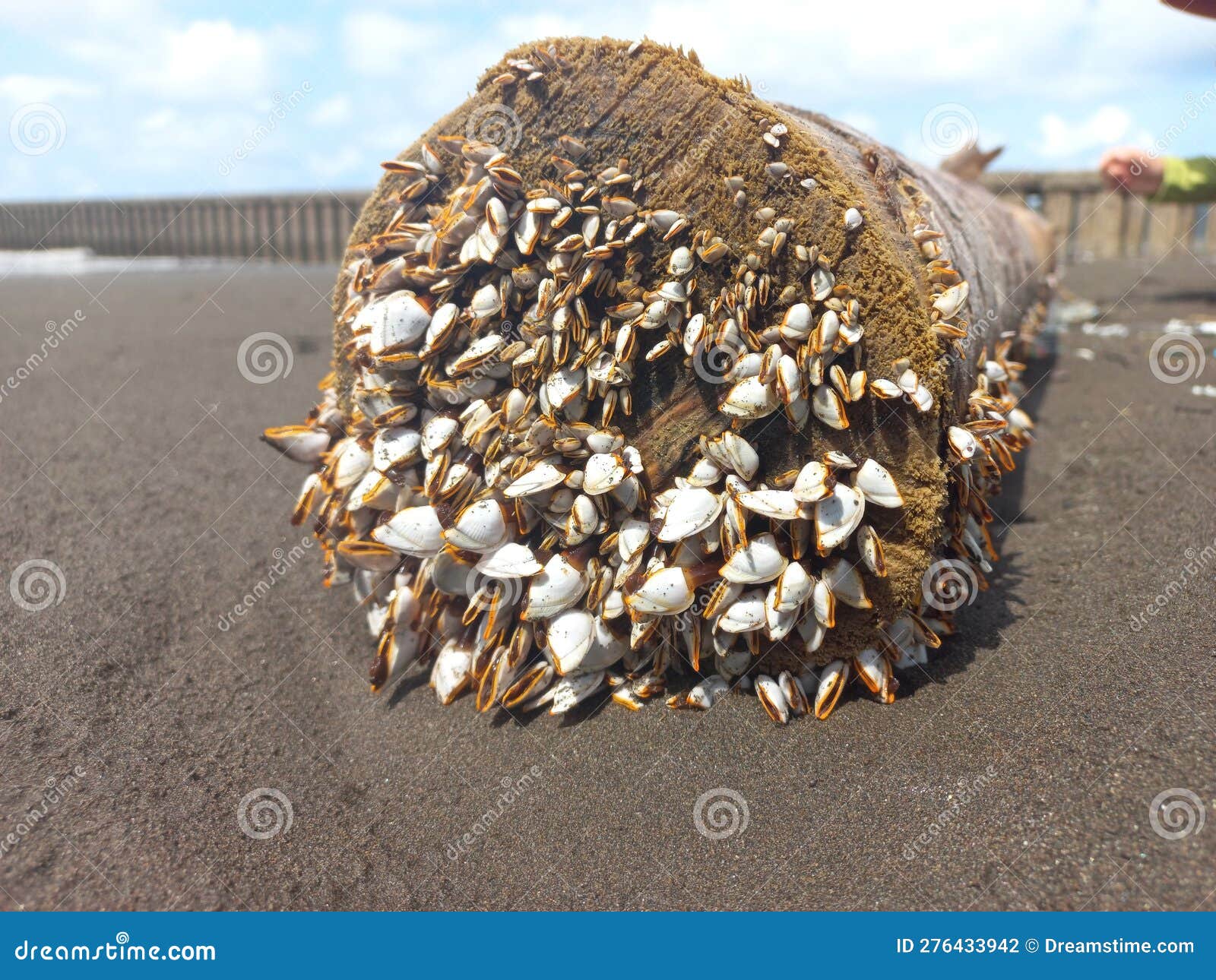 Small Shells Attached To Banana Tree Trunks on the Coast Stock Photo ...