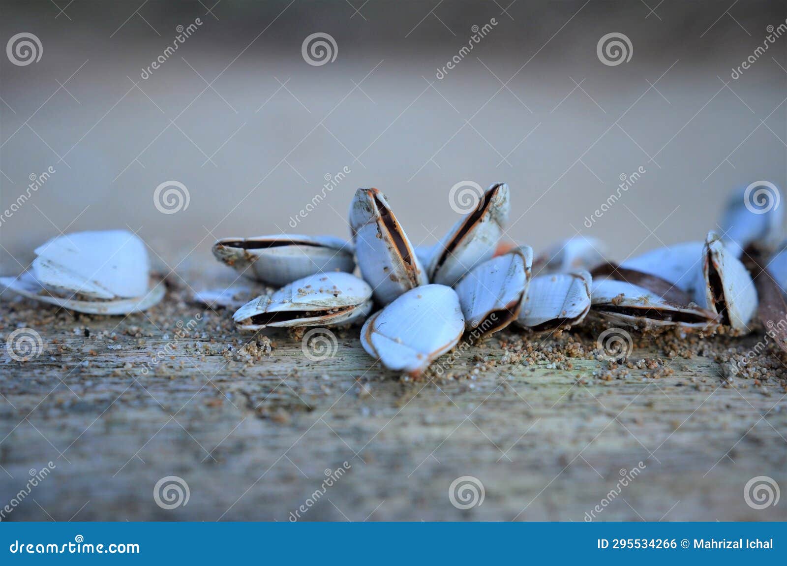 Small Shells Attached To Wooden Sticks Stock Photo - Image of arthropod ...