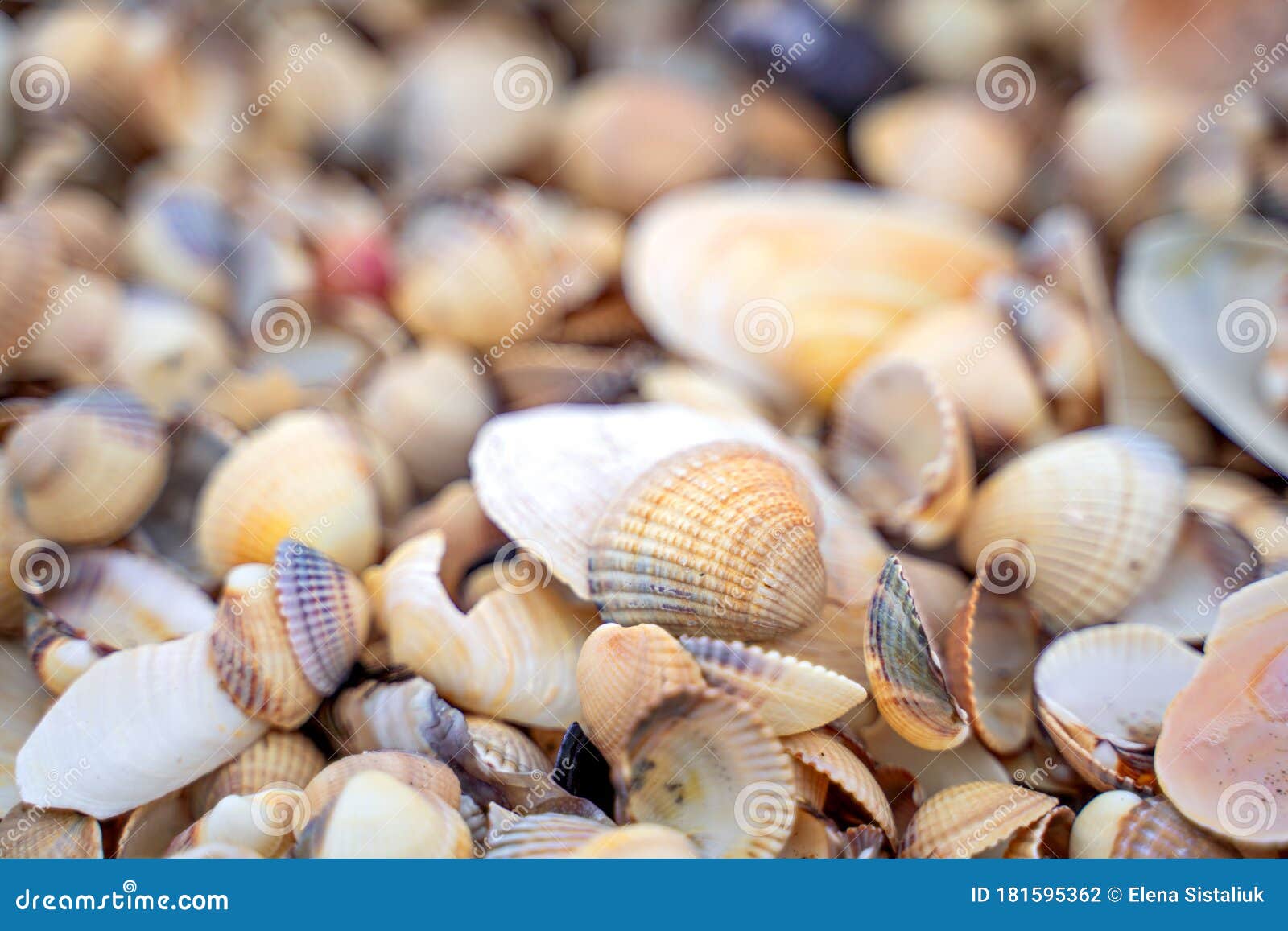 Small Shells Background in Skane, Sweden Stock Photo - Image of sweden ...