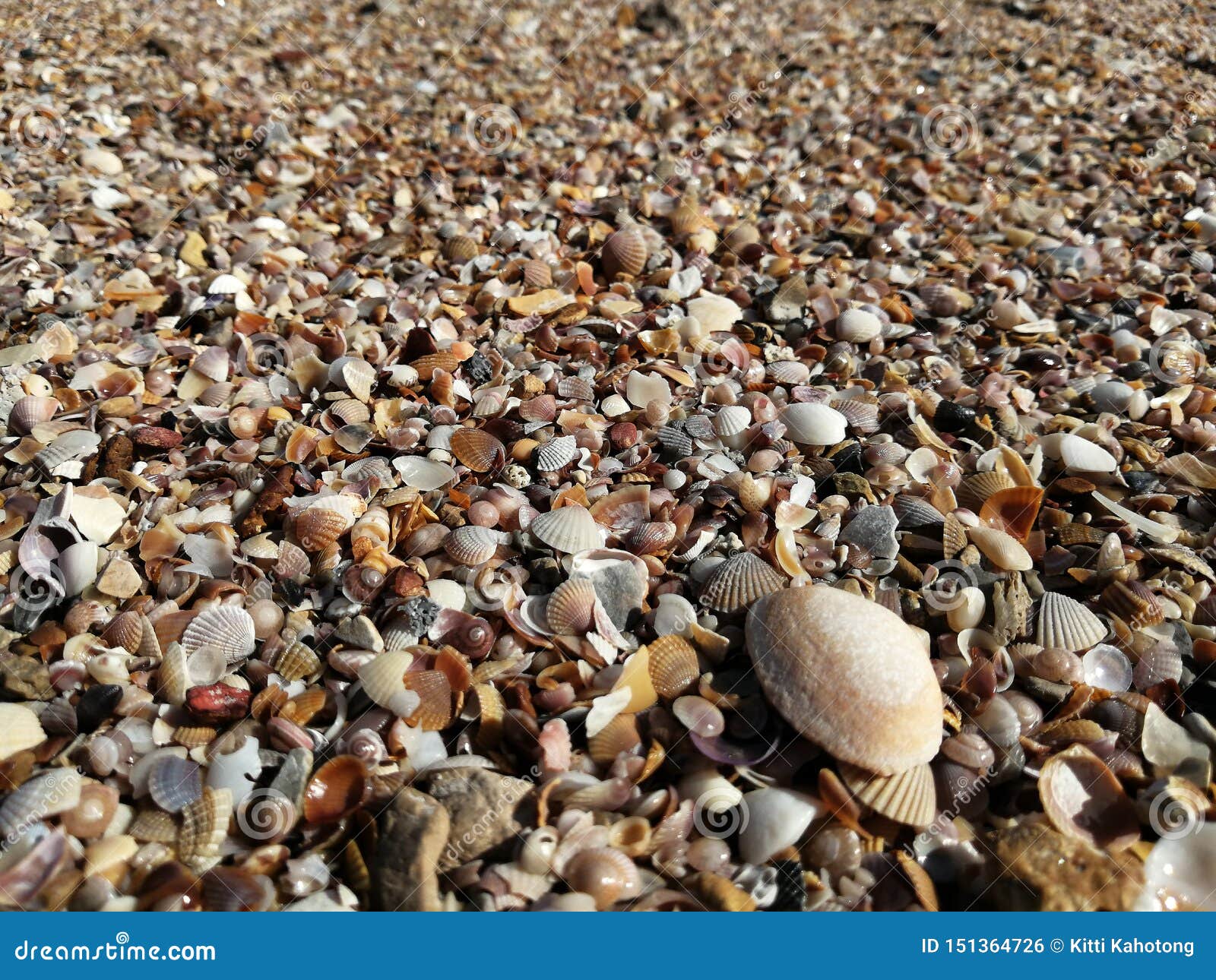 Small Shells on the beach stock photo. Image of texture - 151364726